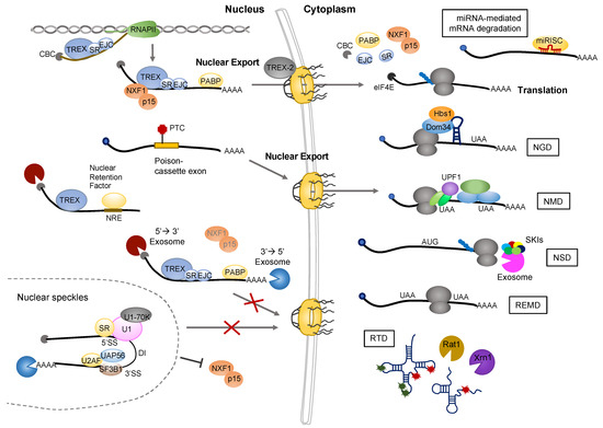 Mechanisms of RNA and Protein Quality Control and Their Roles in ...