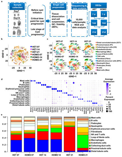 Cells | Free Full-Text | Single-Cell and CellChat Resolution Identifies ...