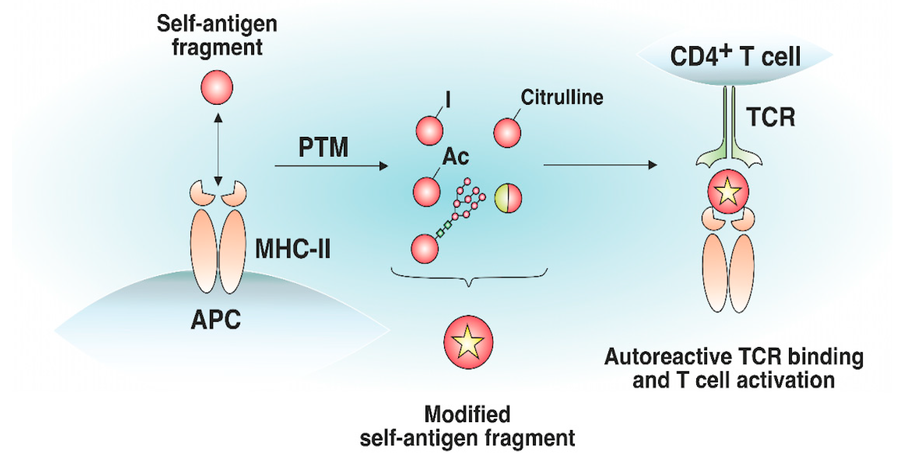 MHC Class II Presentation In Autoimmunity MHC Class II Presentation In Autoimmunity