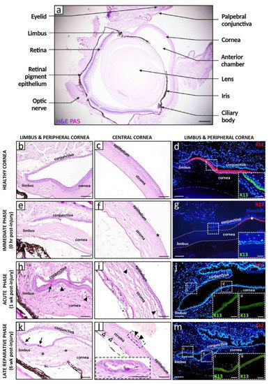 Limbus Histology