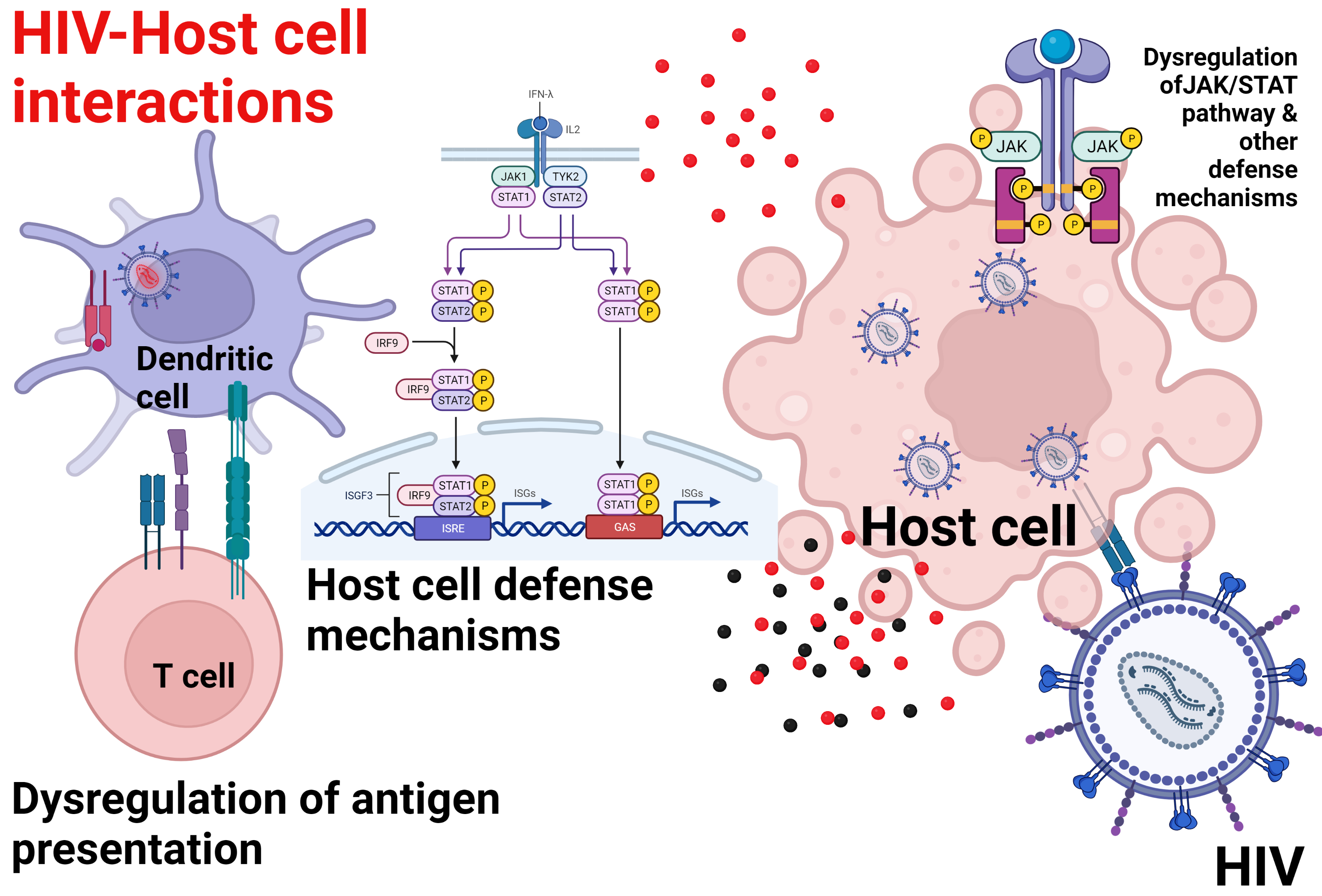 Cells Free Full Text HIV Host Cell Interactions Cells Free Full Text HIV Host Cell Interactions