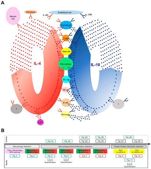 In Situ Identification of Both IL-4 and IL-10 Cytokine–Receptor ...