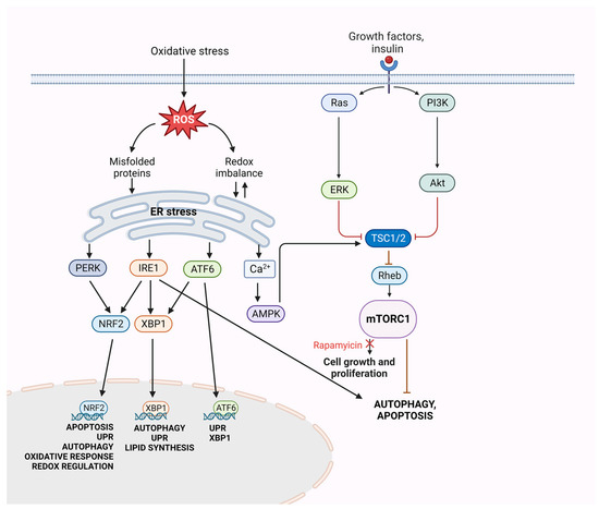 Prdx5 in the Regulation of Tuberous Sclerosis Complex Mutation-Induced ...