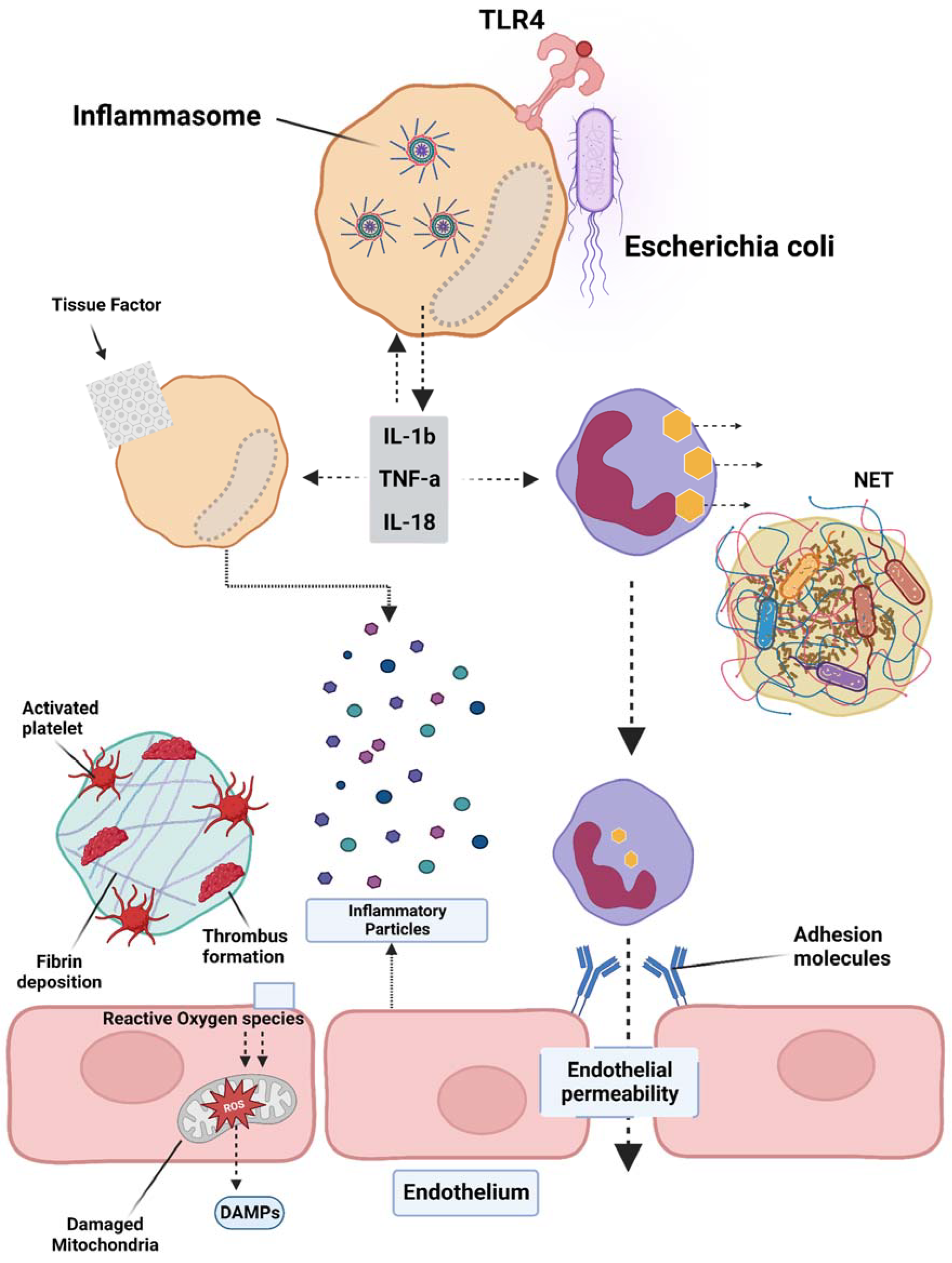 Cells Free Full Text Pathophysiology Of Disseminated Intravascular Cells Free Full Text Pathophysiology Of Disseminated Intravascular