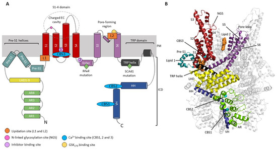Modulation and Regulation of Canonical Transient Receptor Potential 3 ...