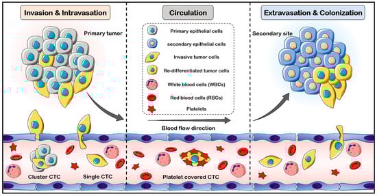Cells | Free Full-Text | Circulating Tumor Cells as a Promising Tool for Early Detection of ...