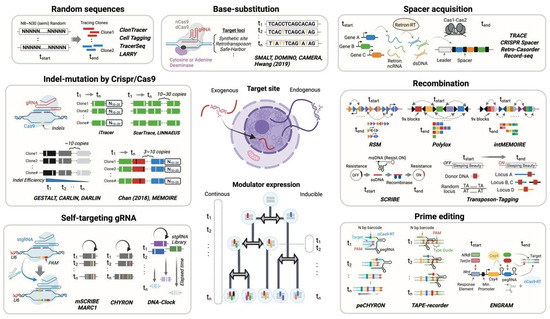 DNA Barcoding Technology for Lineage Recording and Tracing to Resolve ...
