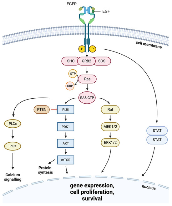Targeted Inhibitors of EGFR: Structure, Biology, Biomarkers, and ...