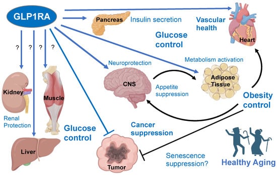 GLP1 Receptor Agonists—Effects beyond Obesity and Diabetes