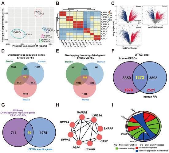 DPPA2/4 Promote the Pluripotency and Proliferation of Bovine Extended ...