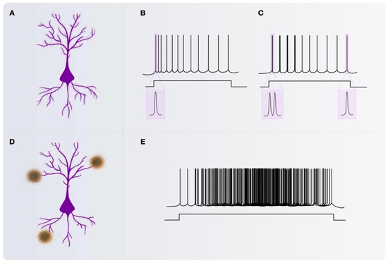 Cells | Free Full-Text | Firing Alterations of Neurons in Alzheimer’s ...