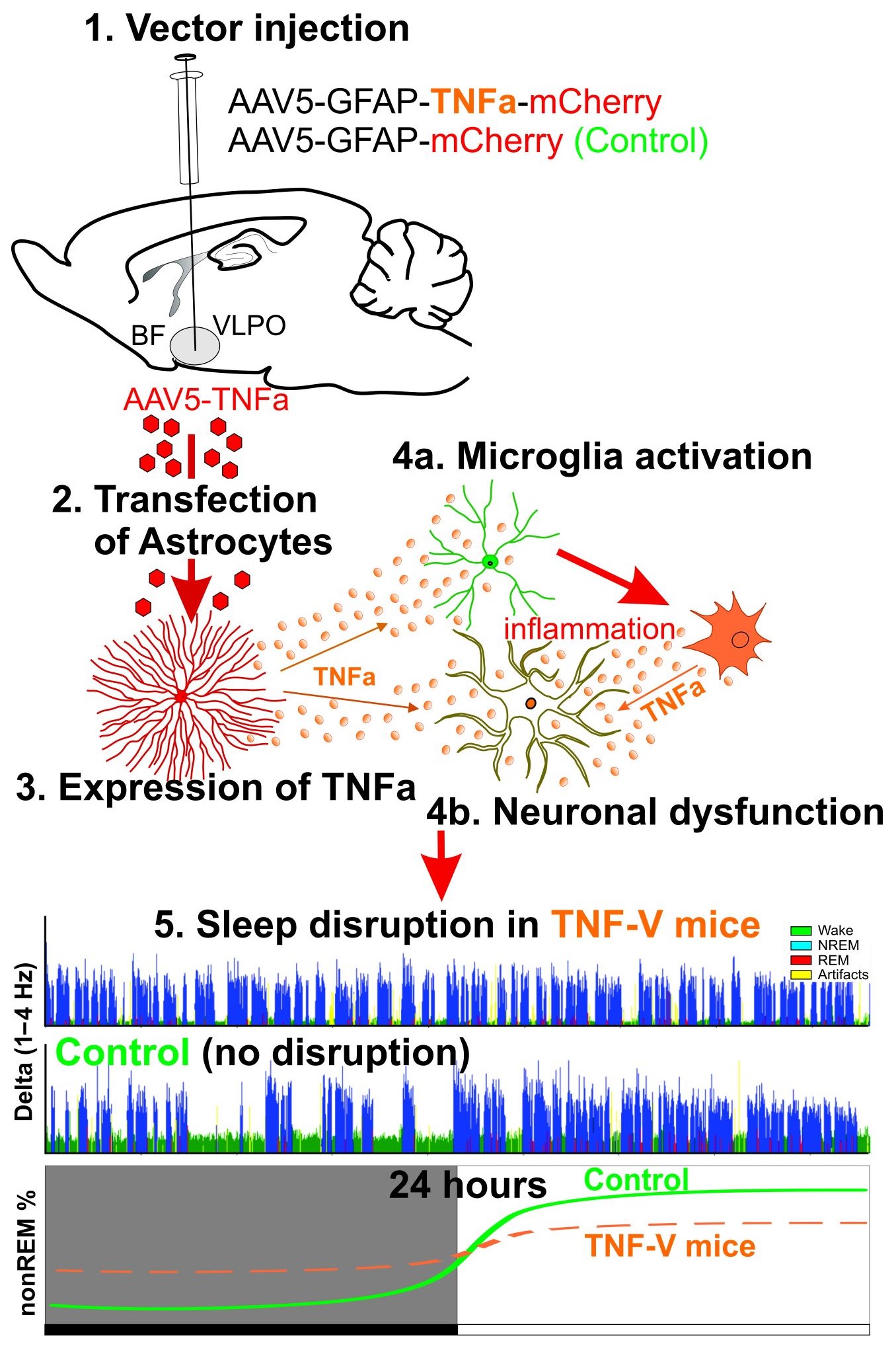 Cells | Special Issue : Molecular and Cellular Basis of Sleep Disorders