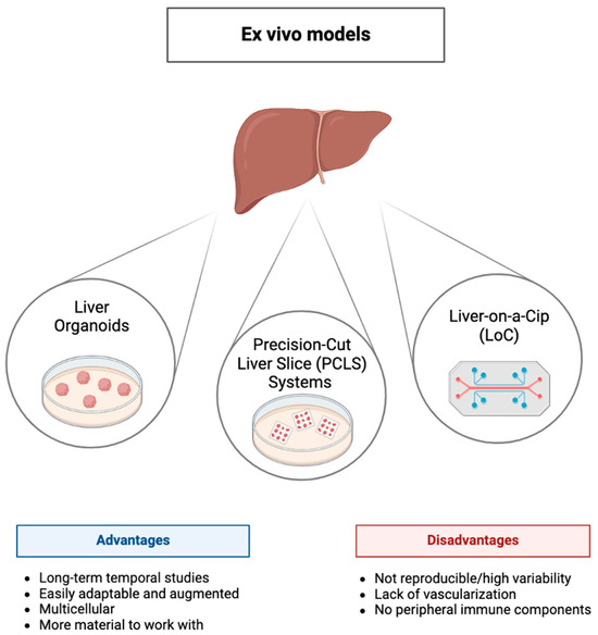 Ex Vivo Tools and Models in MASLD Research