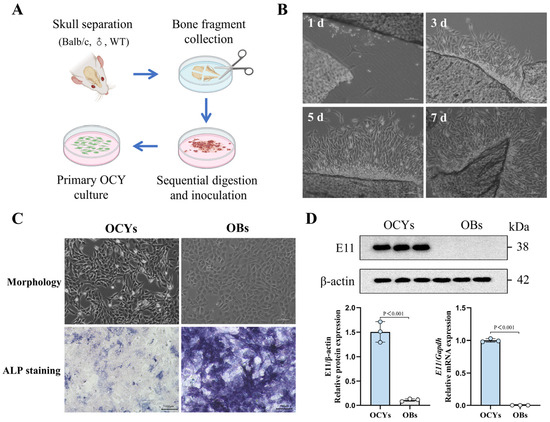 Oversecretion of CCL3 by Irradiation-Induced Senescent Osteocytes ...
