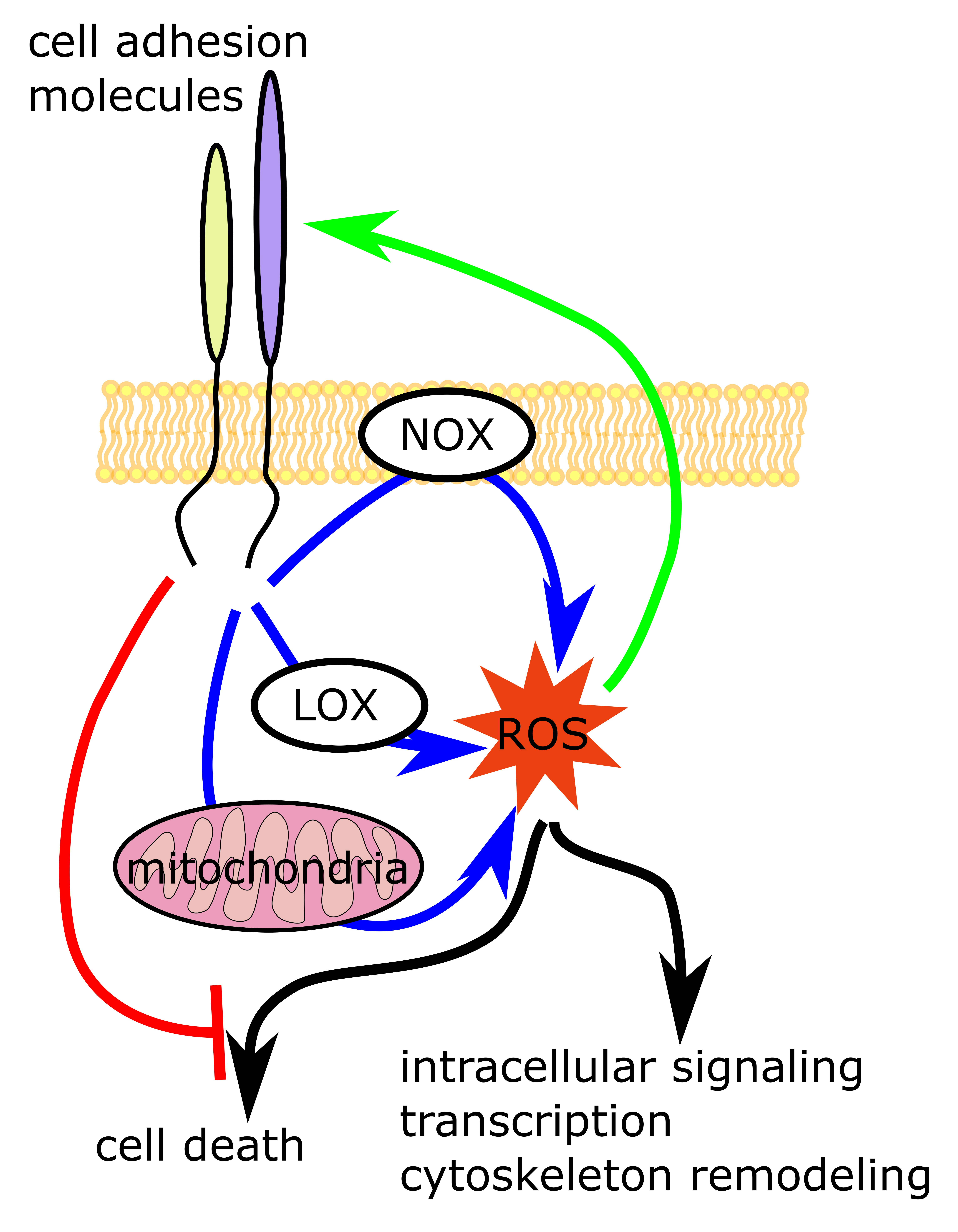 The Reciprocal Relationship Between Cell Adhesion Molecules and ...