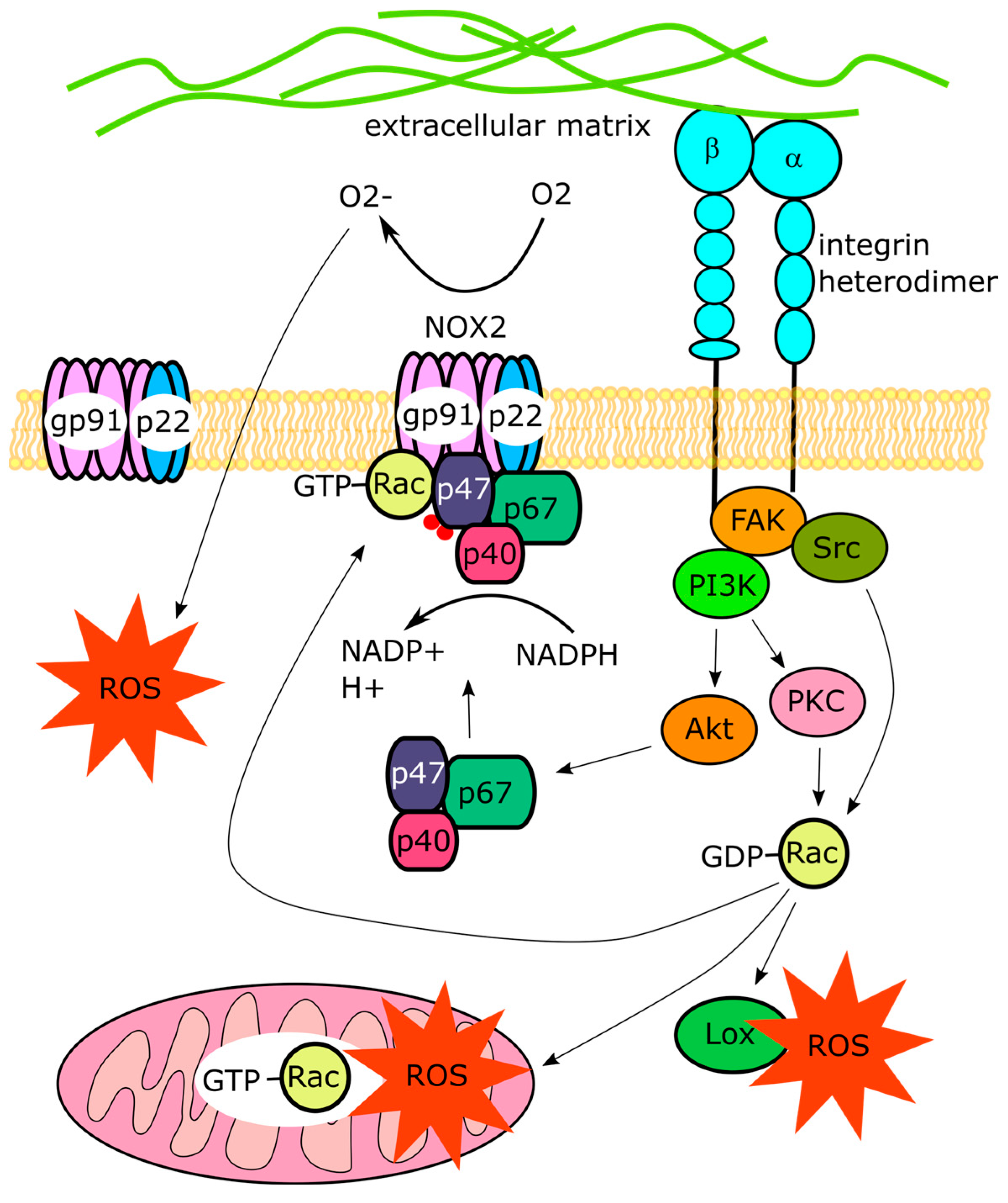 The Reciprocal Relationship Between Cell Adhesion Molecules and ...