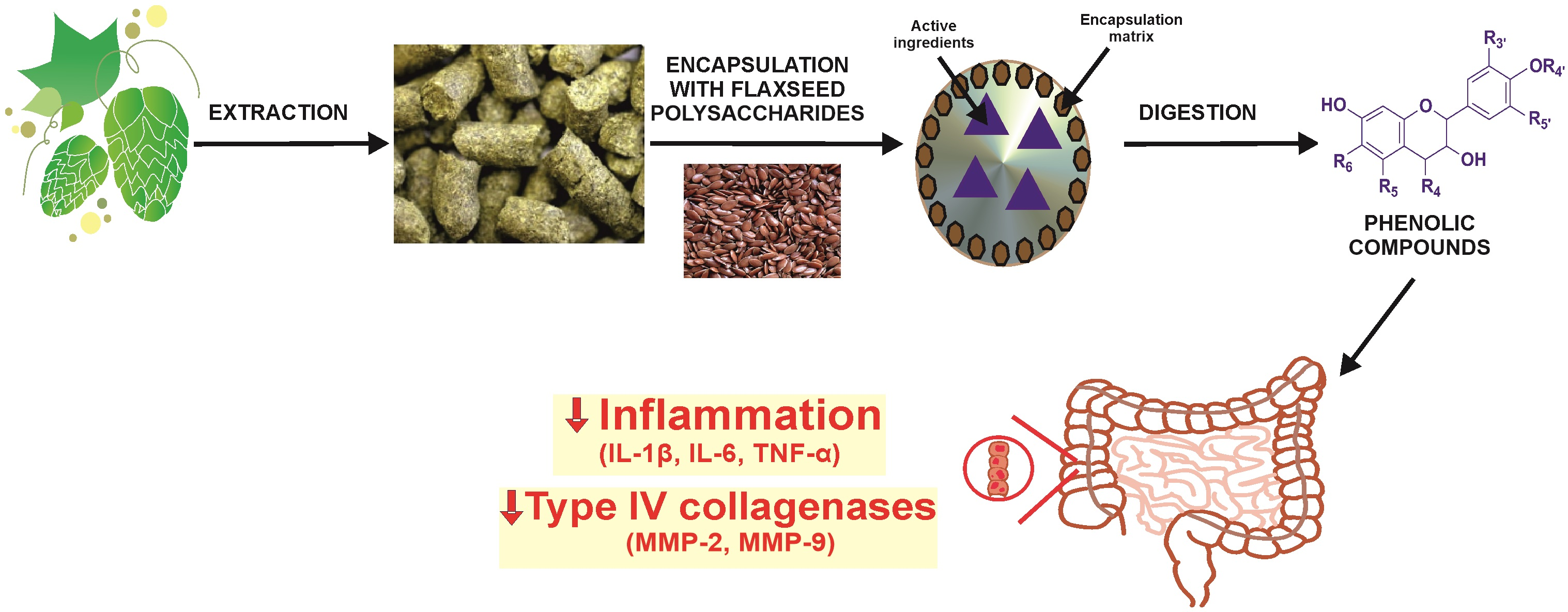 Spent Hop (Humulus lupulus L.) Extract and Its Flaxseed Polysaccharide ...