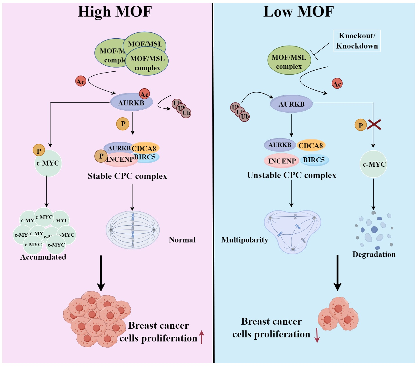 Histone Acetyltransferase MOF-Mediated AURKB K215 Acetylation Drives ...