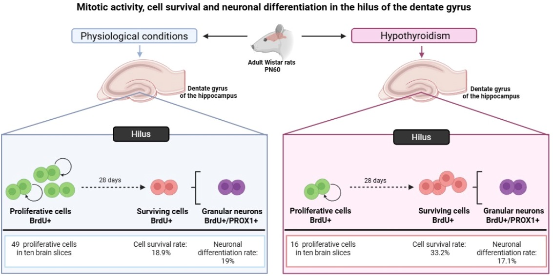 Mitotic Activity, Cell Survival, and Neuronal Differentiation in the ...