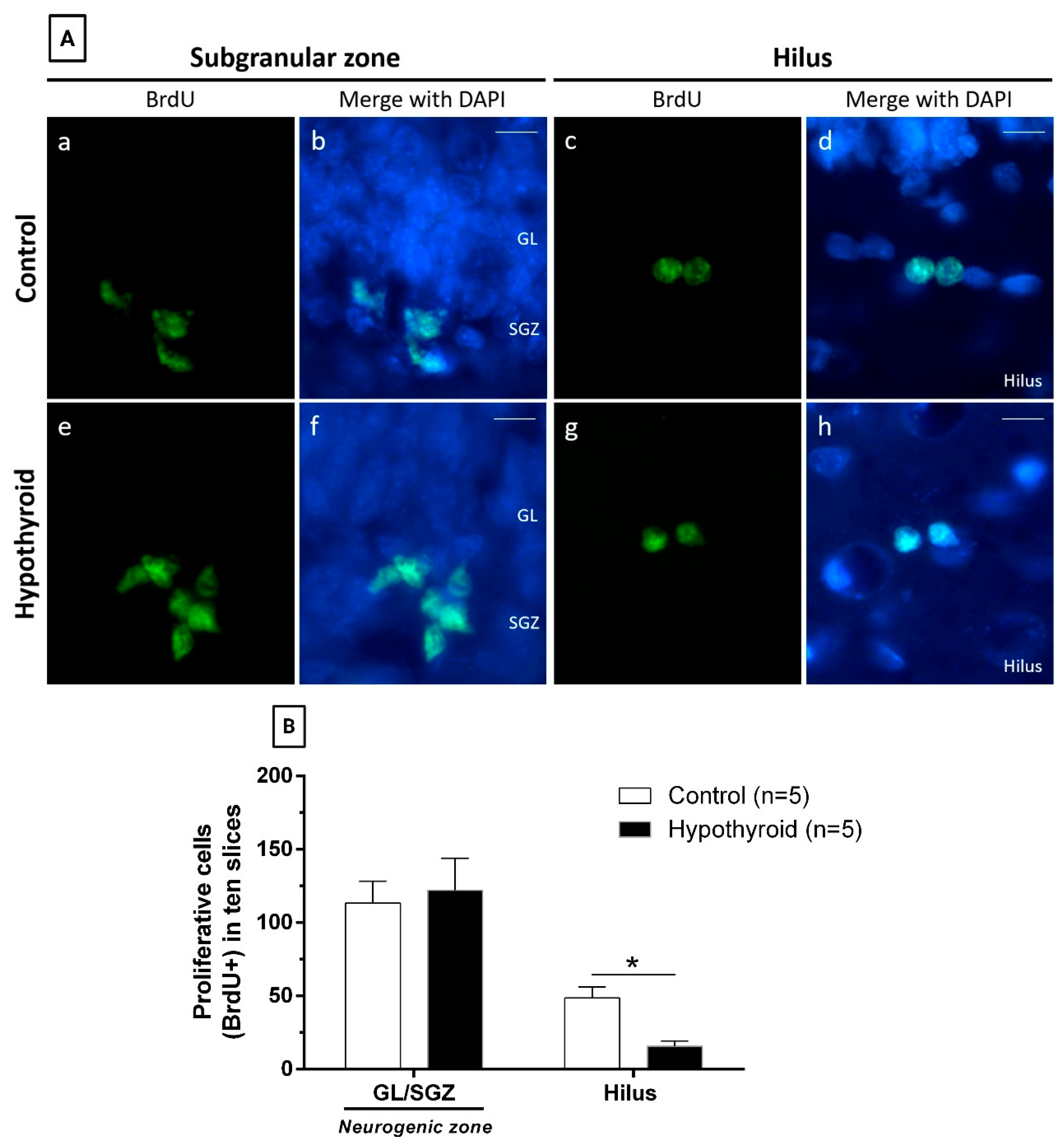 Mitotic Activity, Cell Survival, and Neuronal Differentiation in the ...