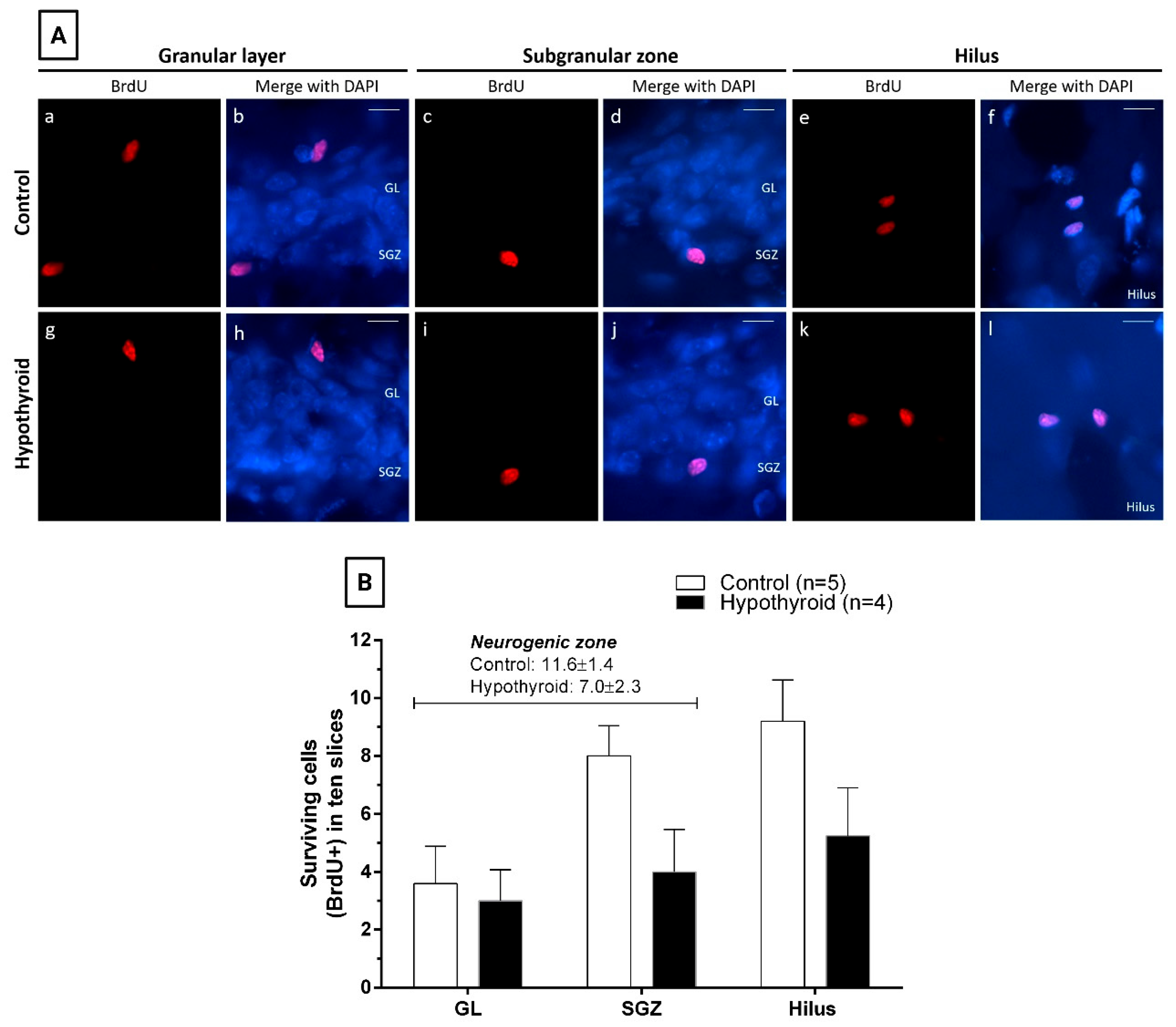 Mitotic Activity, Cell Survival, and Neuronal Differentiation in the ...
