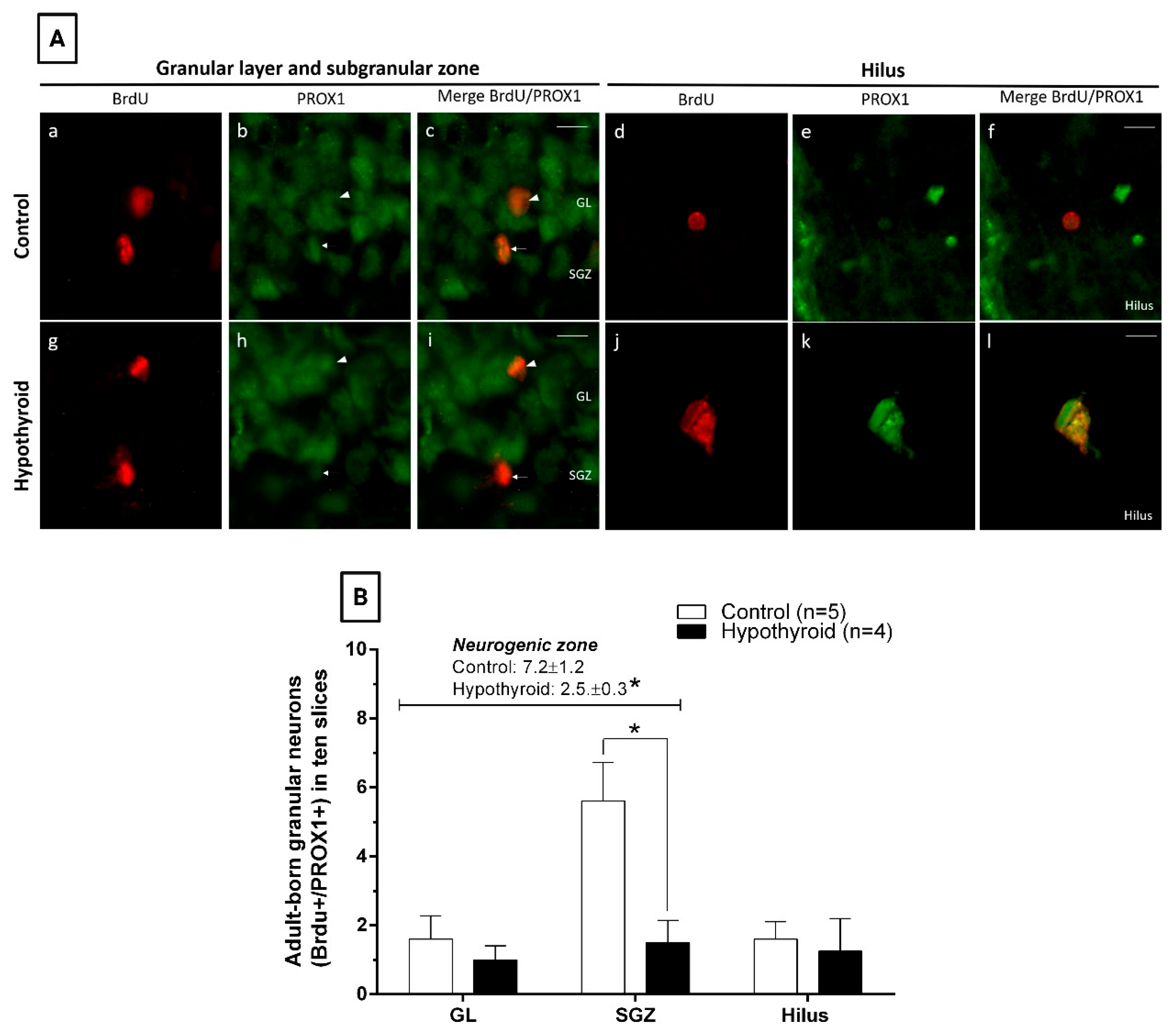 Mitotic Activity, Cell Survival, and Neuronal Differentiation in the ...