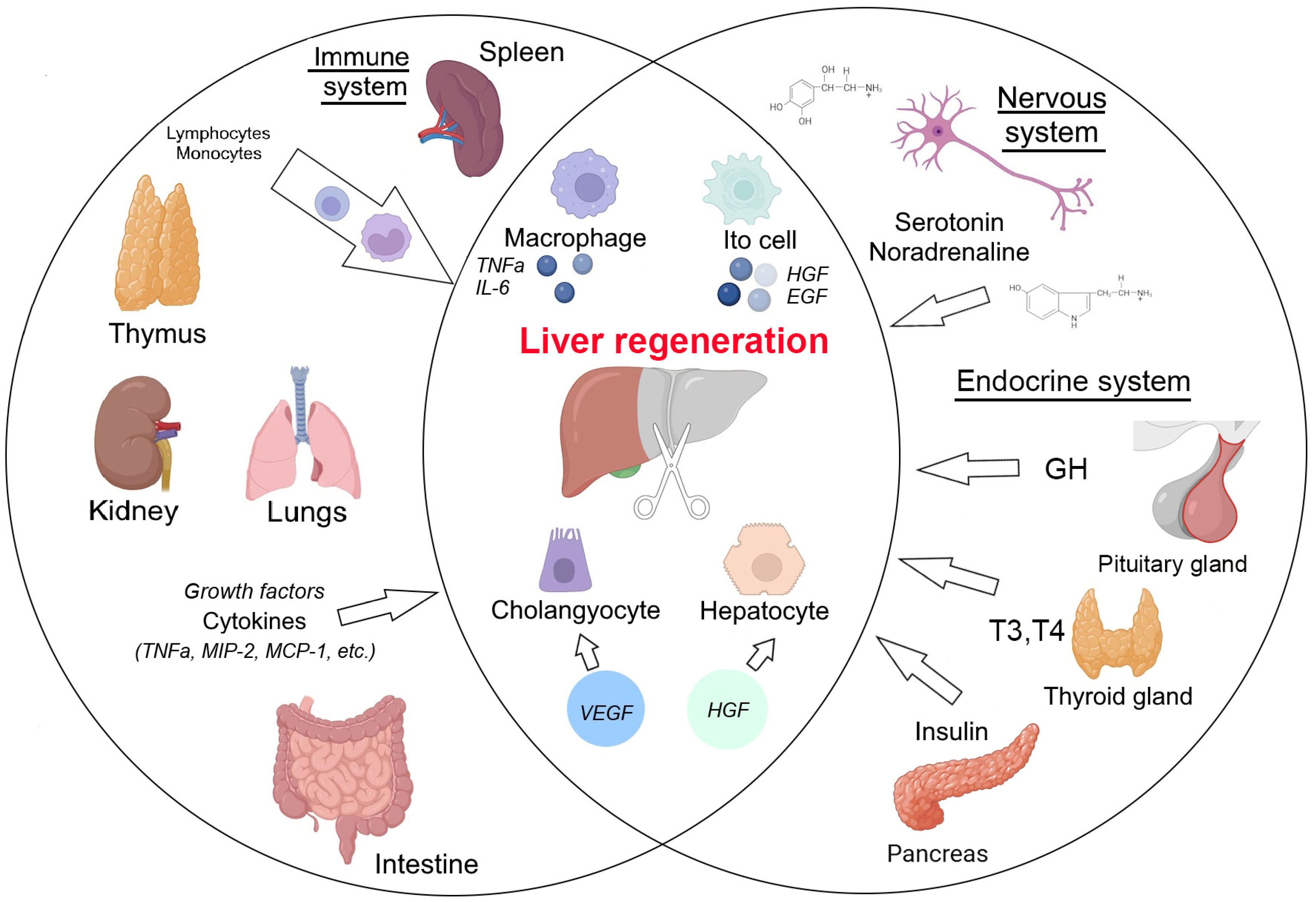 Crosstalk Between Liver and Extra-Liver Organs During Liver ...