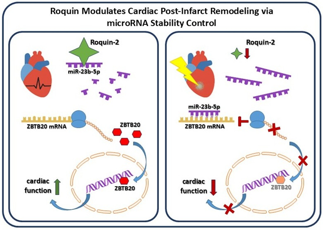 Roquin Modulates Cardiac Post-Infarct Remodeling via microRNA Stability ...