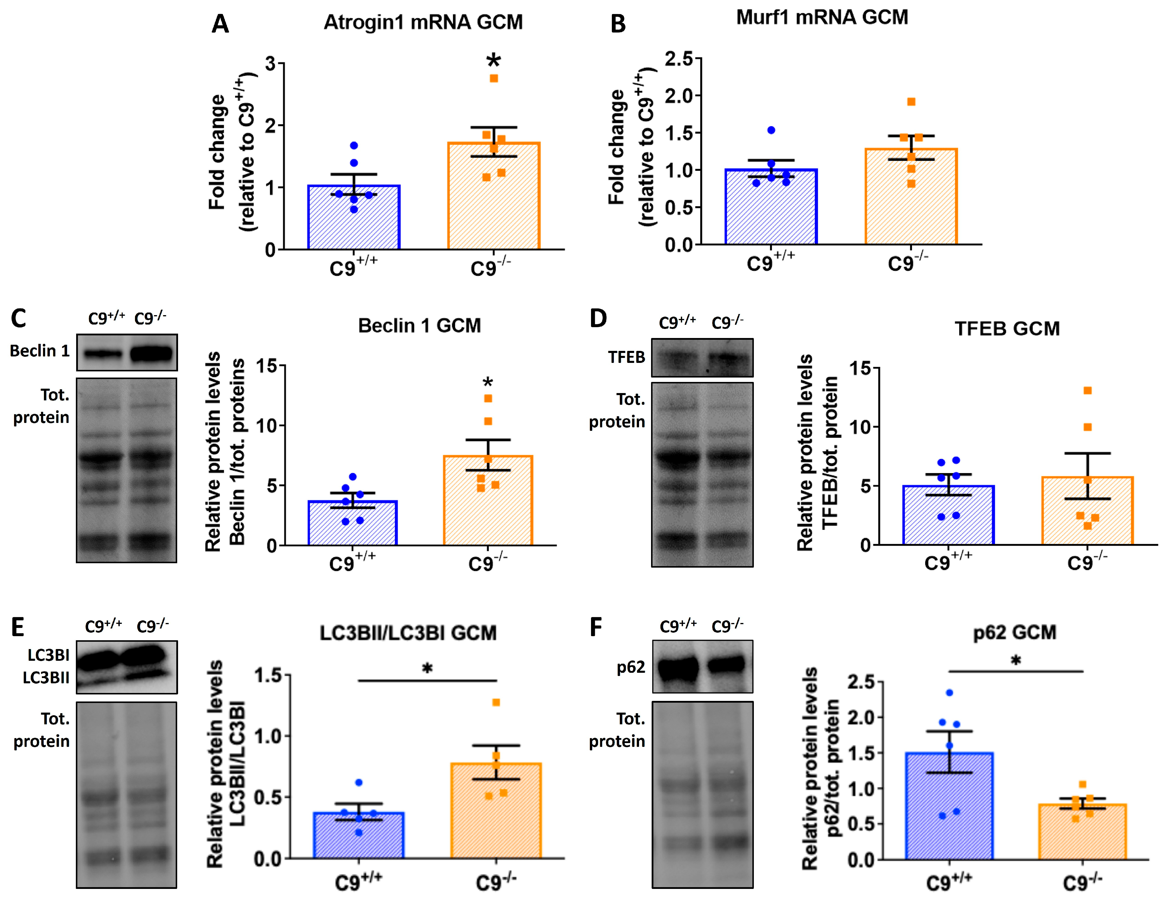 C9ORF72 Is Pivotal to Maintain a Proper Protein Homeostasis in Mouse ...
