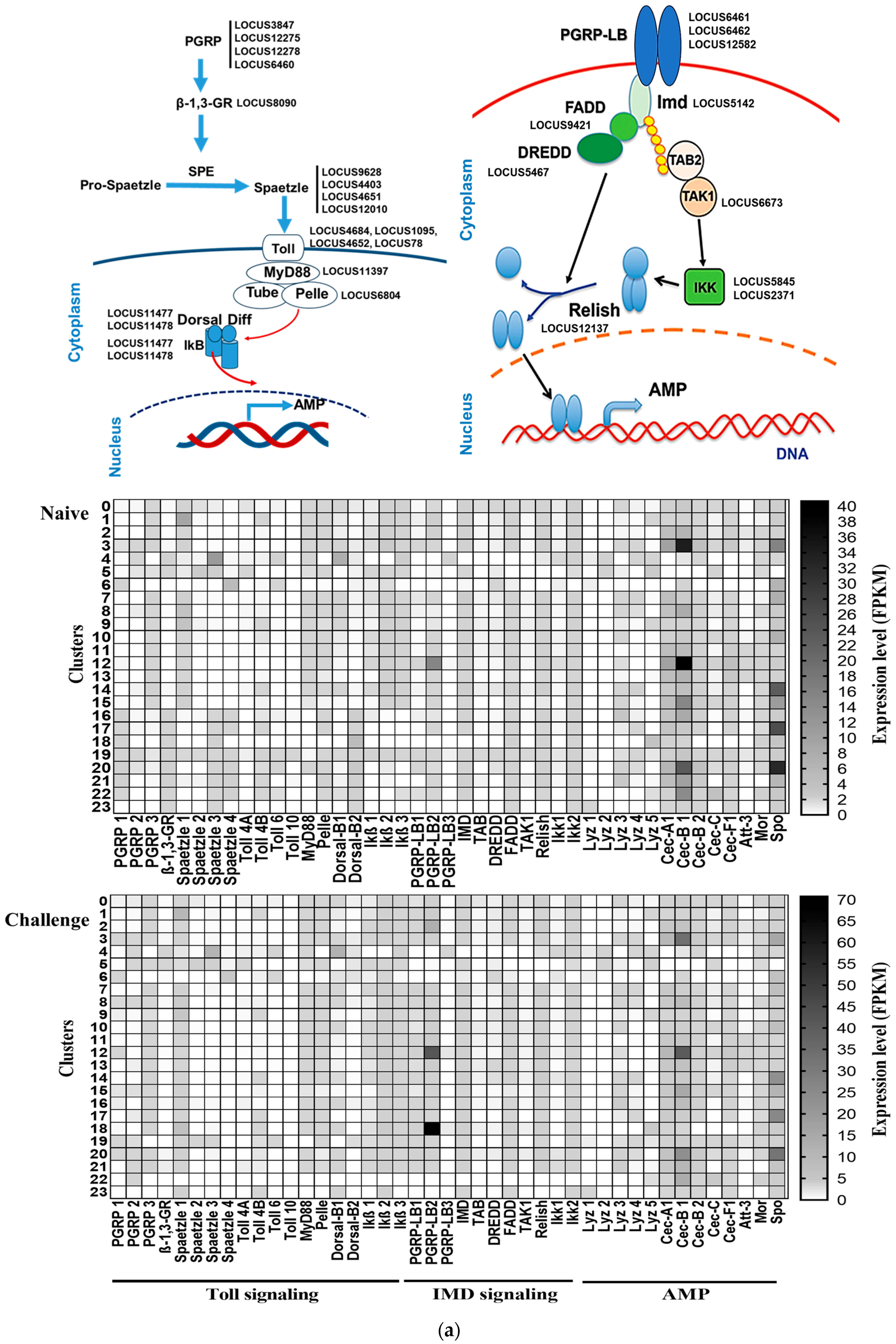 Functional Division of Insect Blood Cells by Single-Cell RNA-Sequencing ...