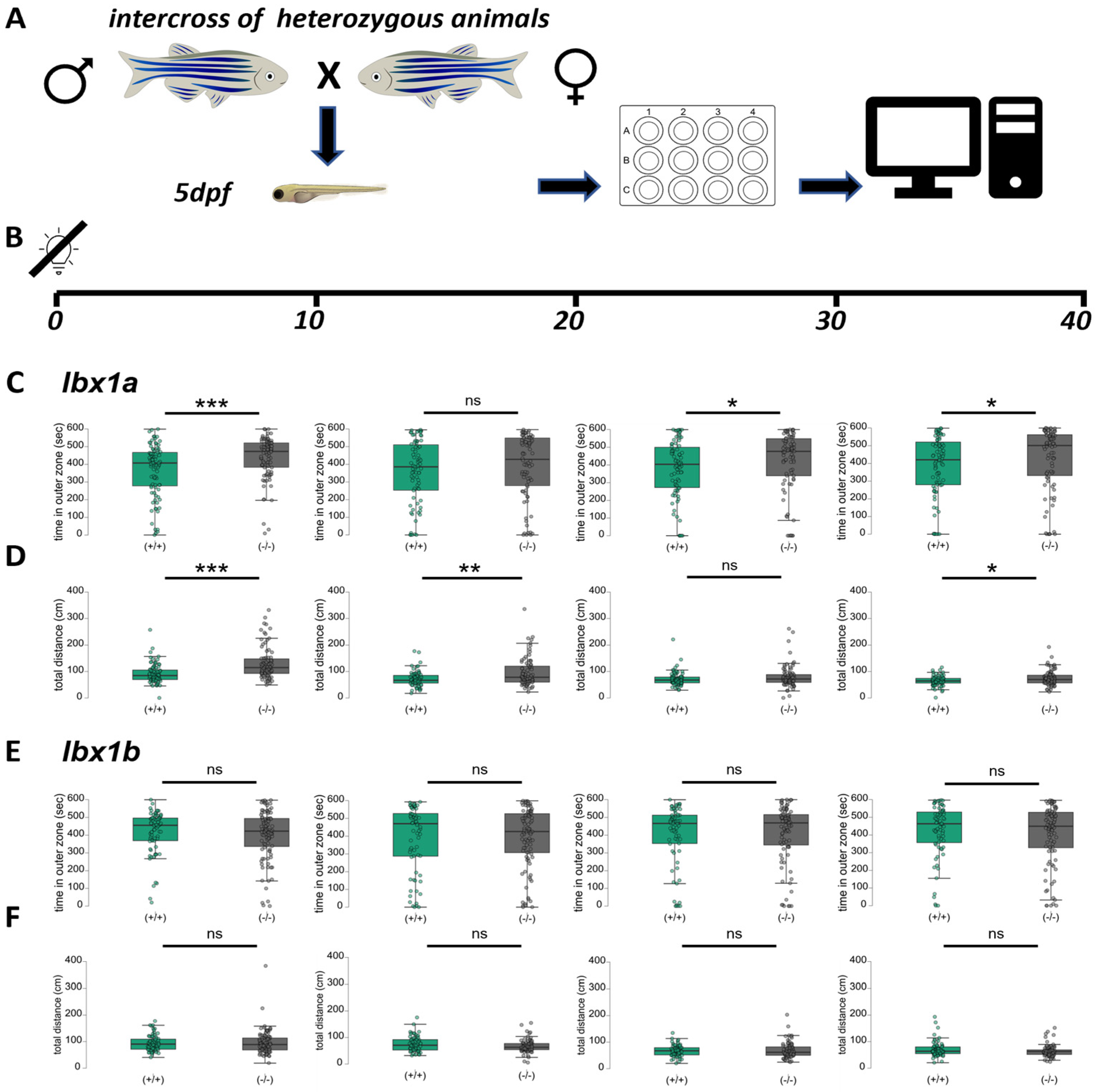 Hyperactivity and Differential Gene Expression in lbx1a(−/−) Zebrafish ...
