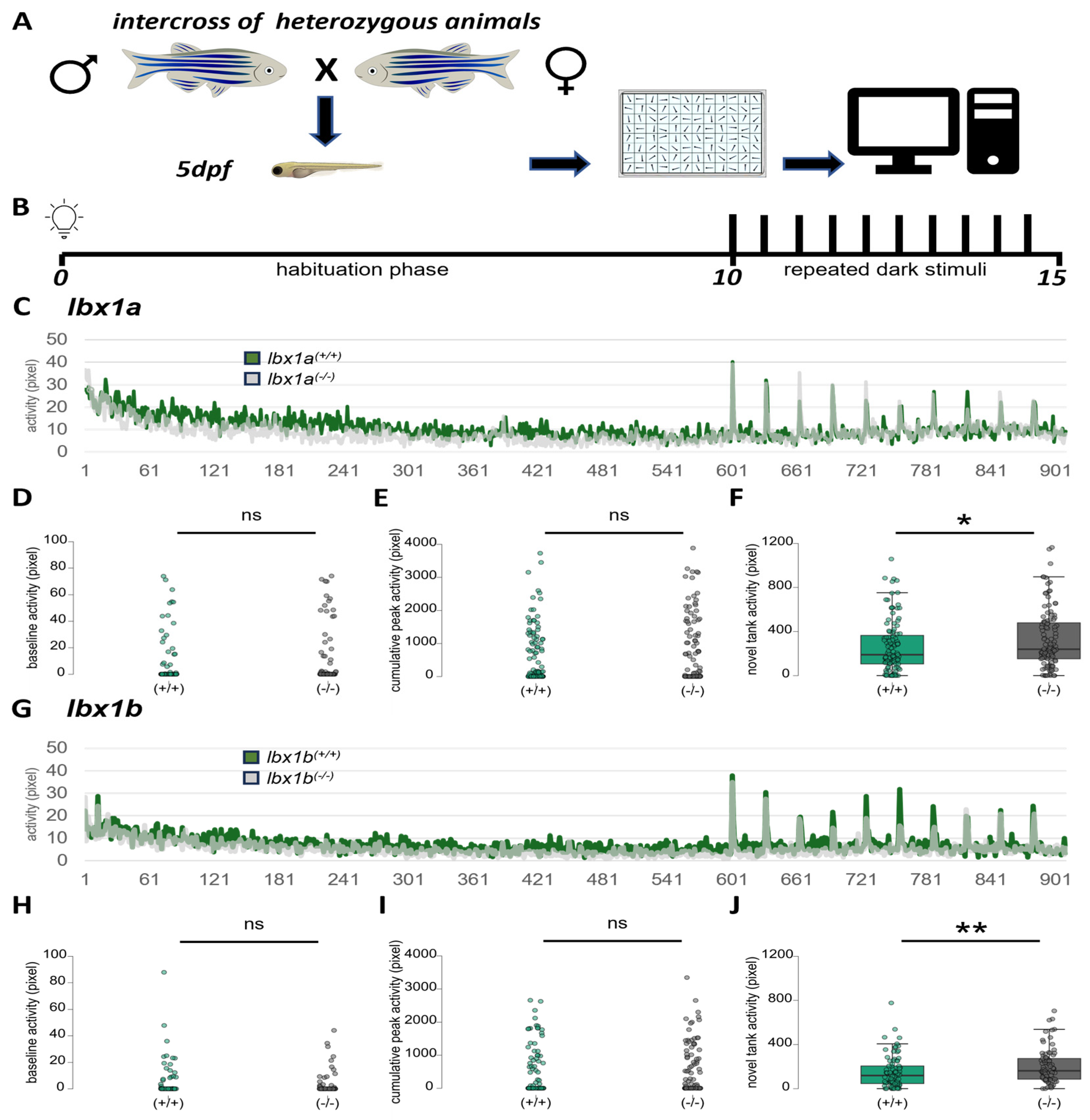 Hyperactivity and Differential Gene Expression in lbx1a(−/−) Zebrafish ...