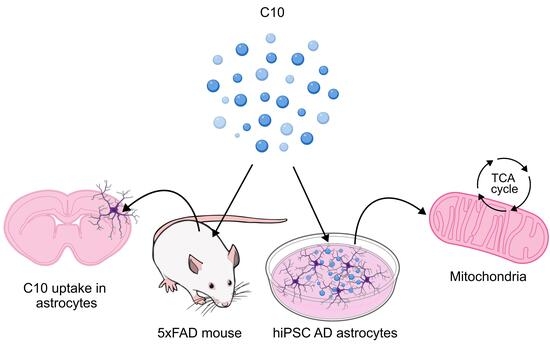 Metabolic Astrocytic Support with Decanoic Acid Enhances Energy ...