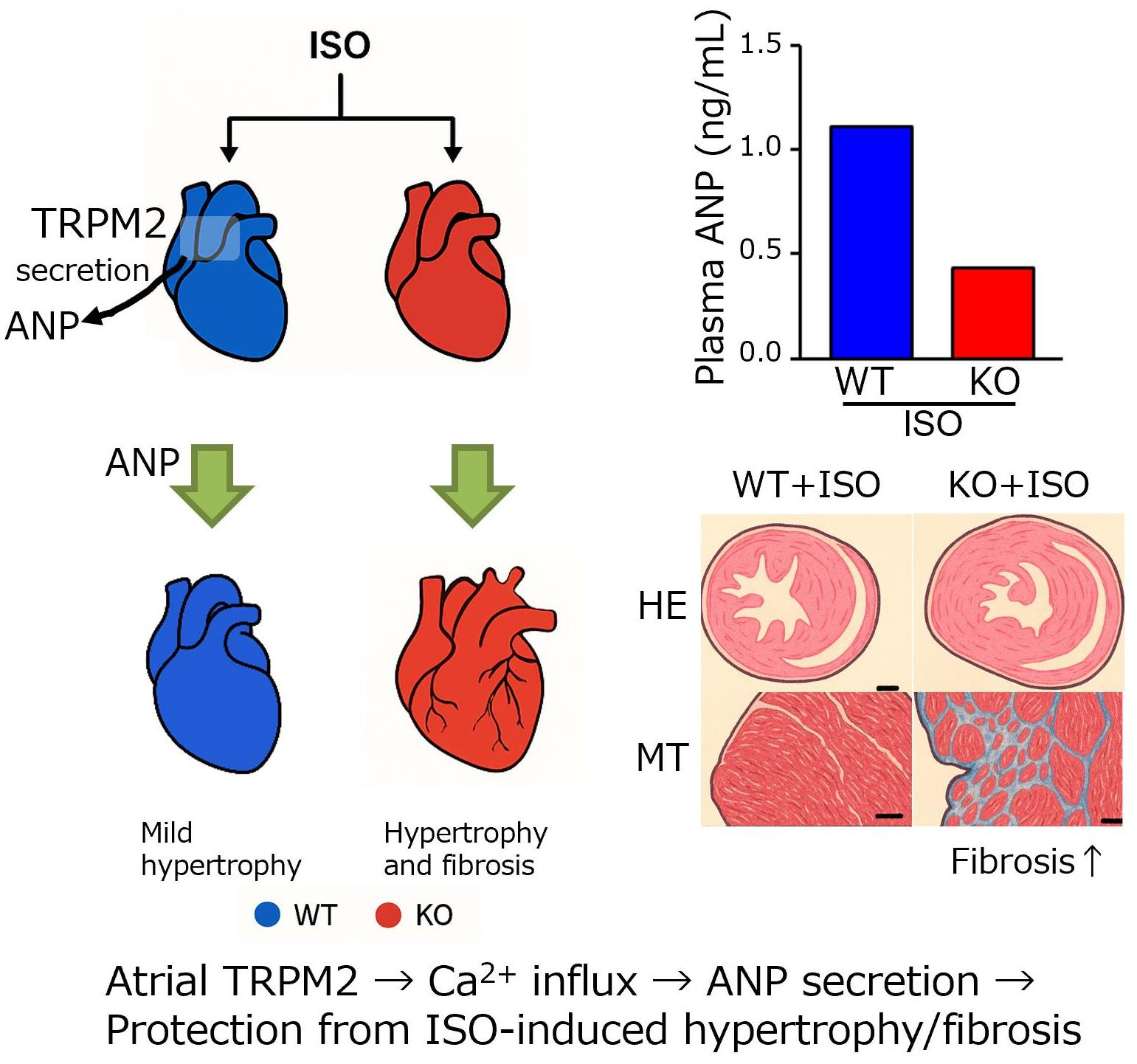 Atrial TRPM2 Channel-Mediated Ca2+ Influx Regulates ANP Secretion and ...