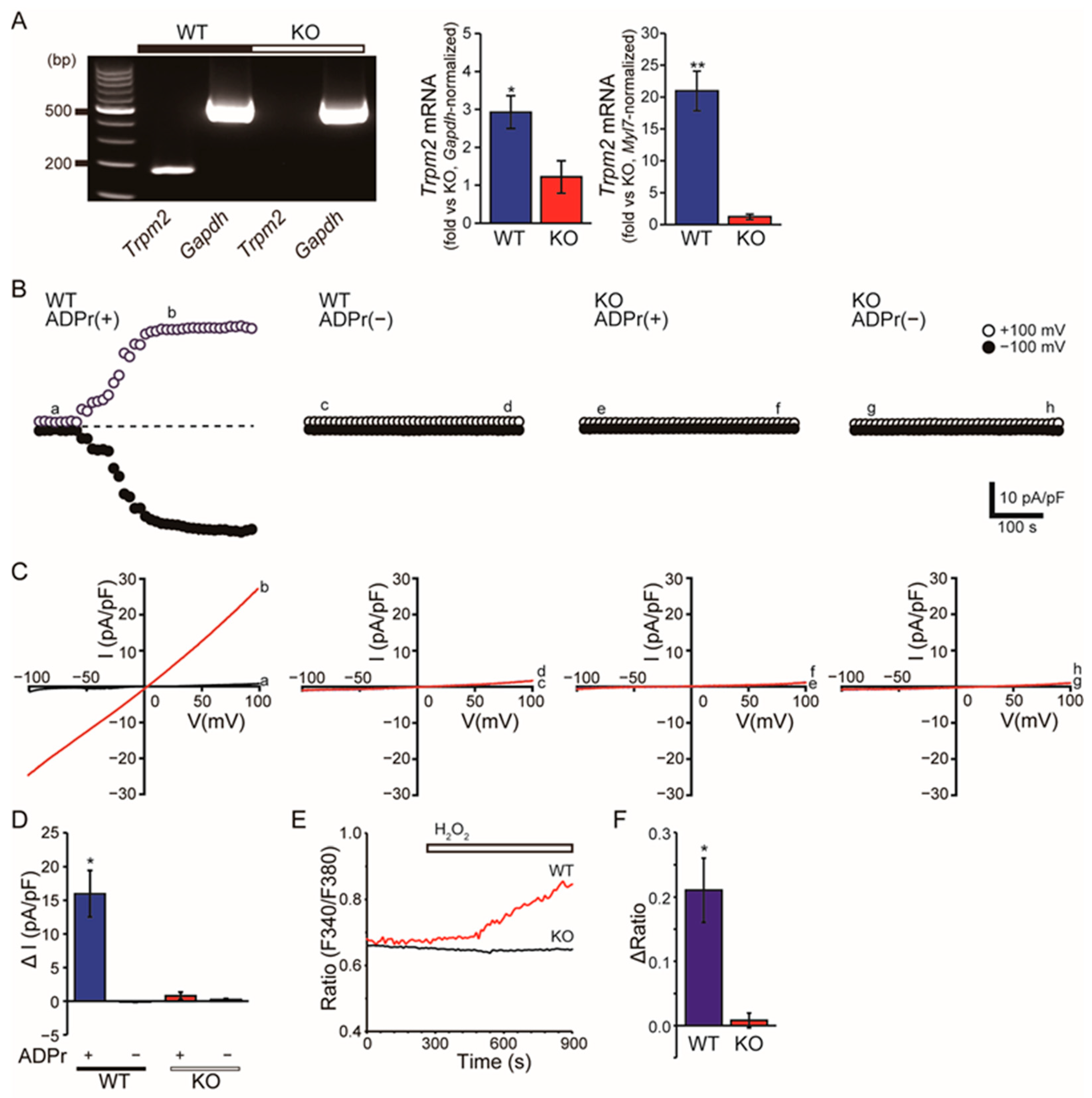 Atrial TRPM2 Channel-Mediated Ca2+ Influx Regulates ANP Secretion and ...