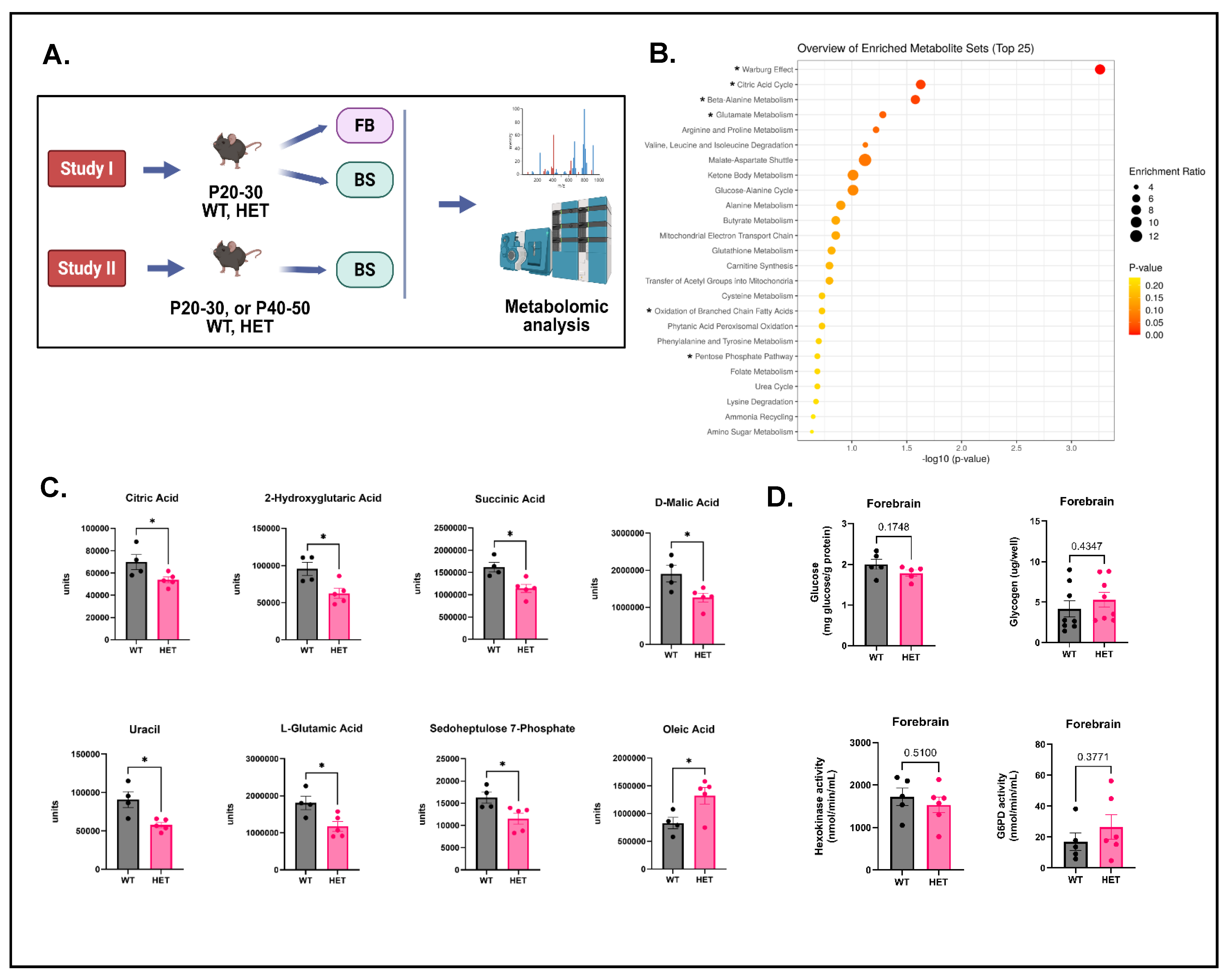 Multiomic Analyses Reveal Brainstem Metabolic Changes in a Mouse Model ...