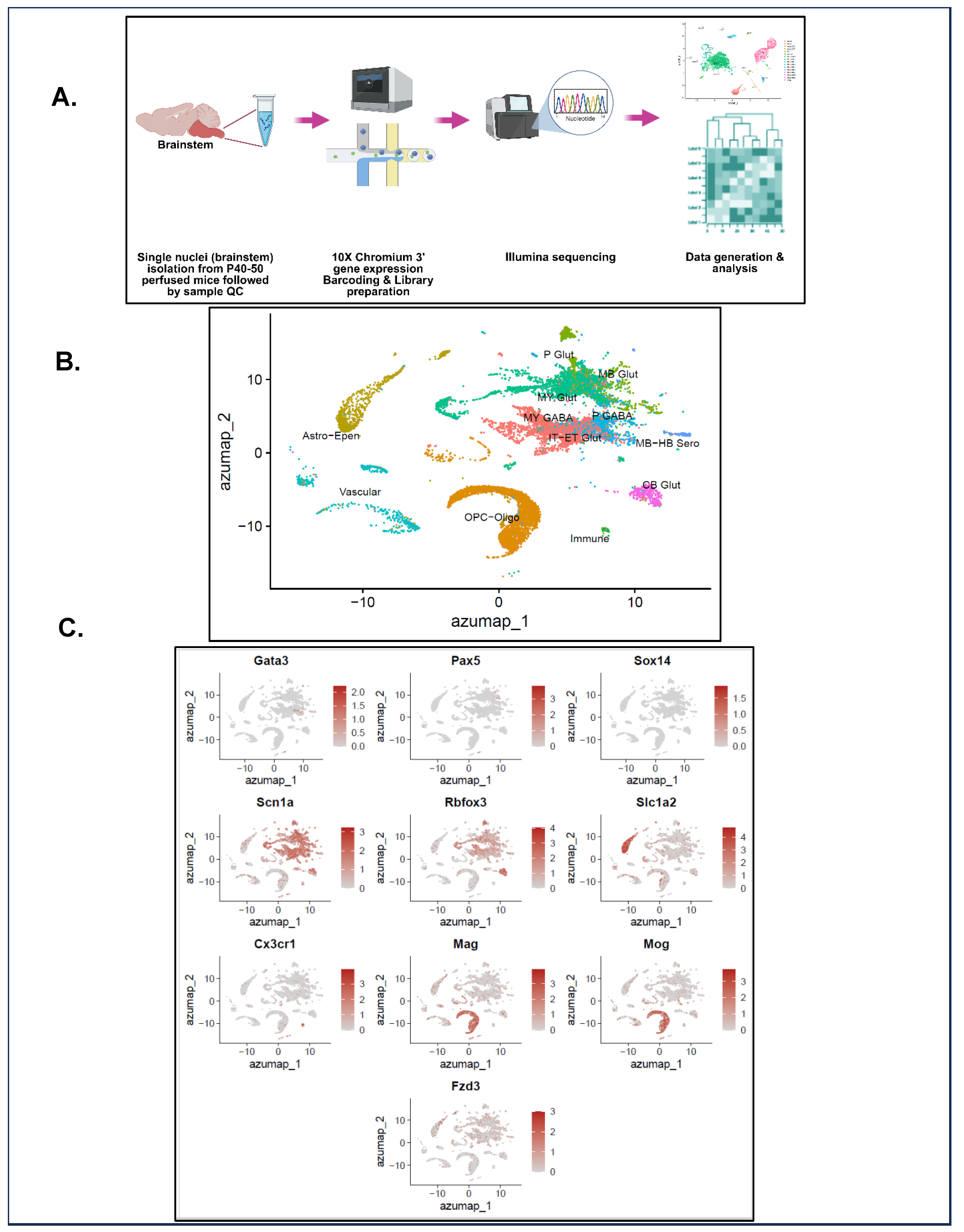 Multiomic Analyses Reveal Brainstem Metabolic Changes in a Mouse Model ...