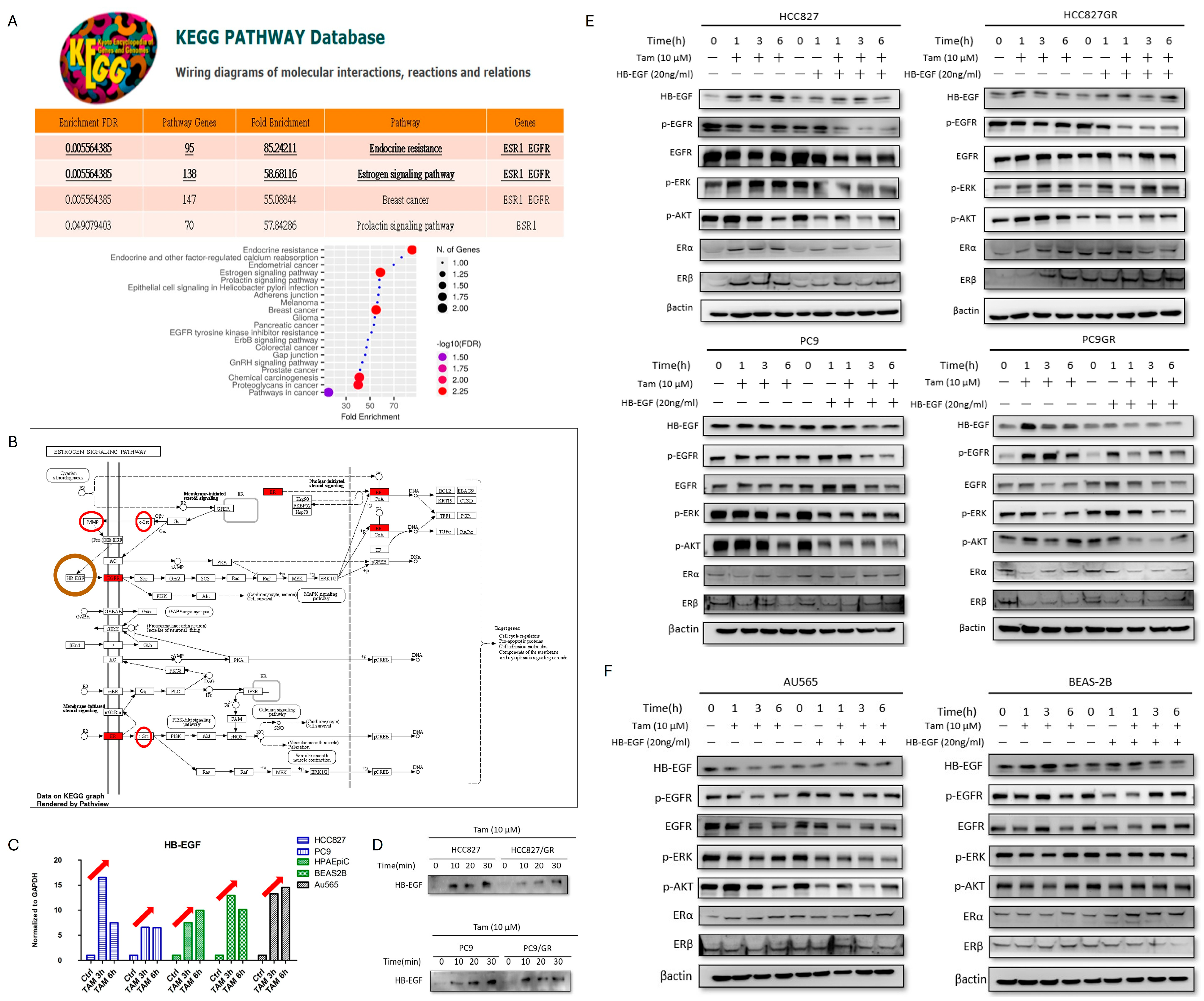 The Crosstalk Mechanism of EGFR and ER in EGFR-Mutant Lung Adenocarcinoma