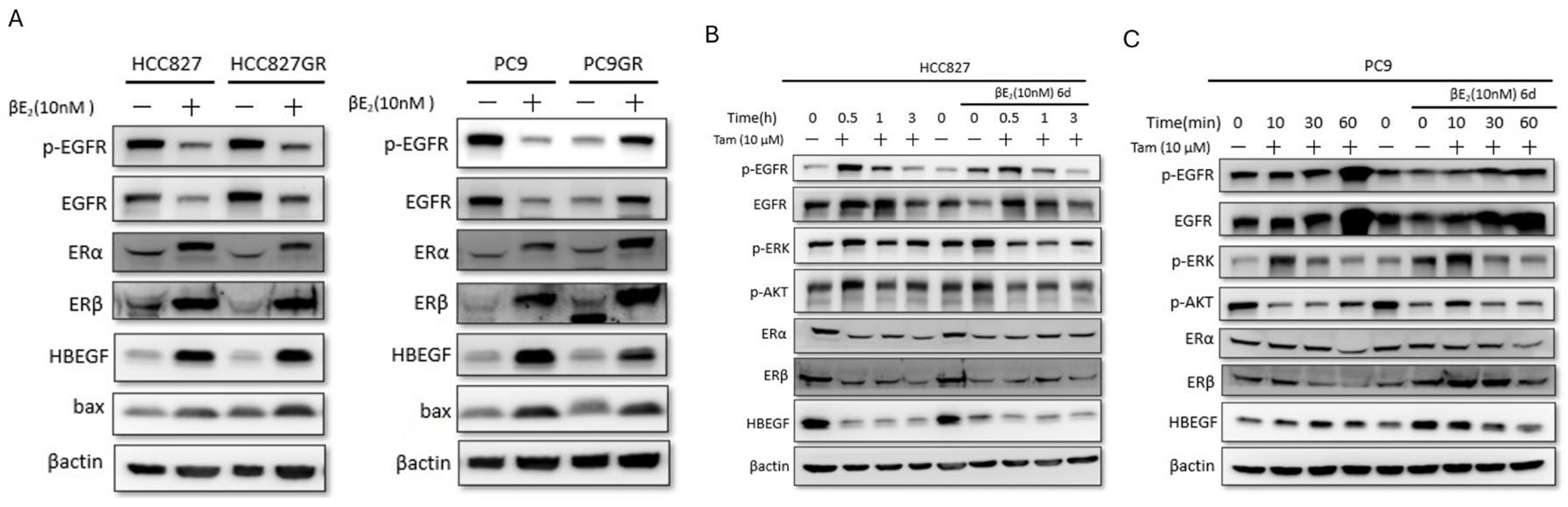 The Crosstalk Mechanism of EGFR and ER in EGFR-Mutant Lung Adenocarcinoma
