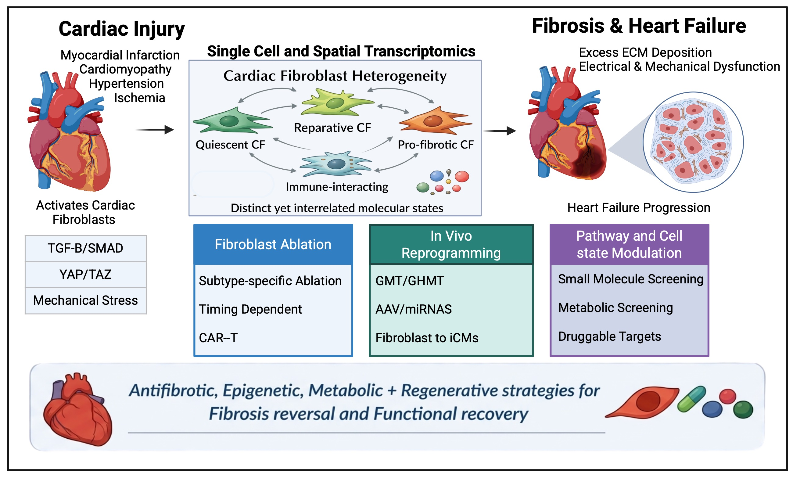 Targeting Cardiac Fibroblast Plasticity for Antifibrotic and ...