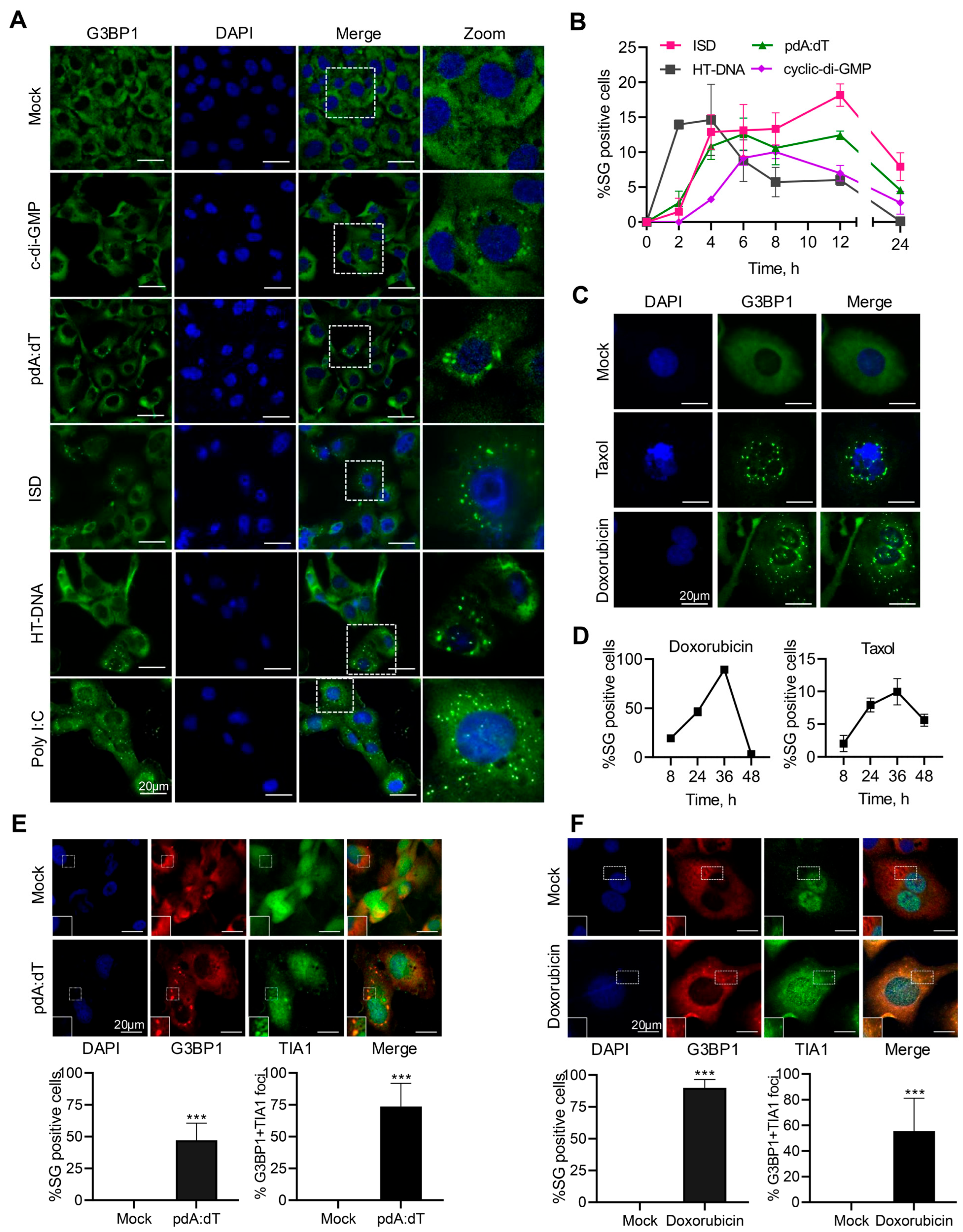 Cytosolic Immunostimulatory DNA Ligands and DNA Damage Activate the ...