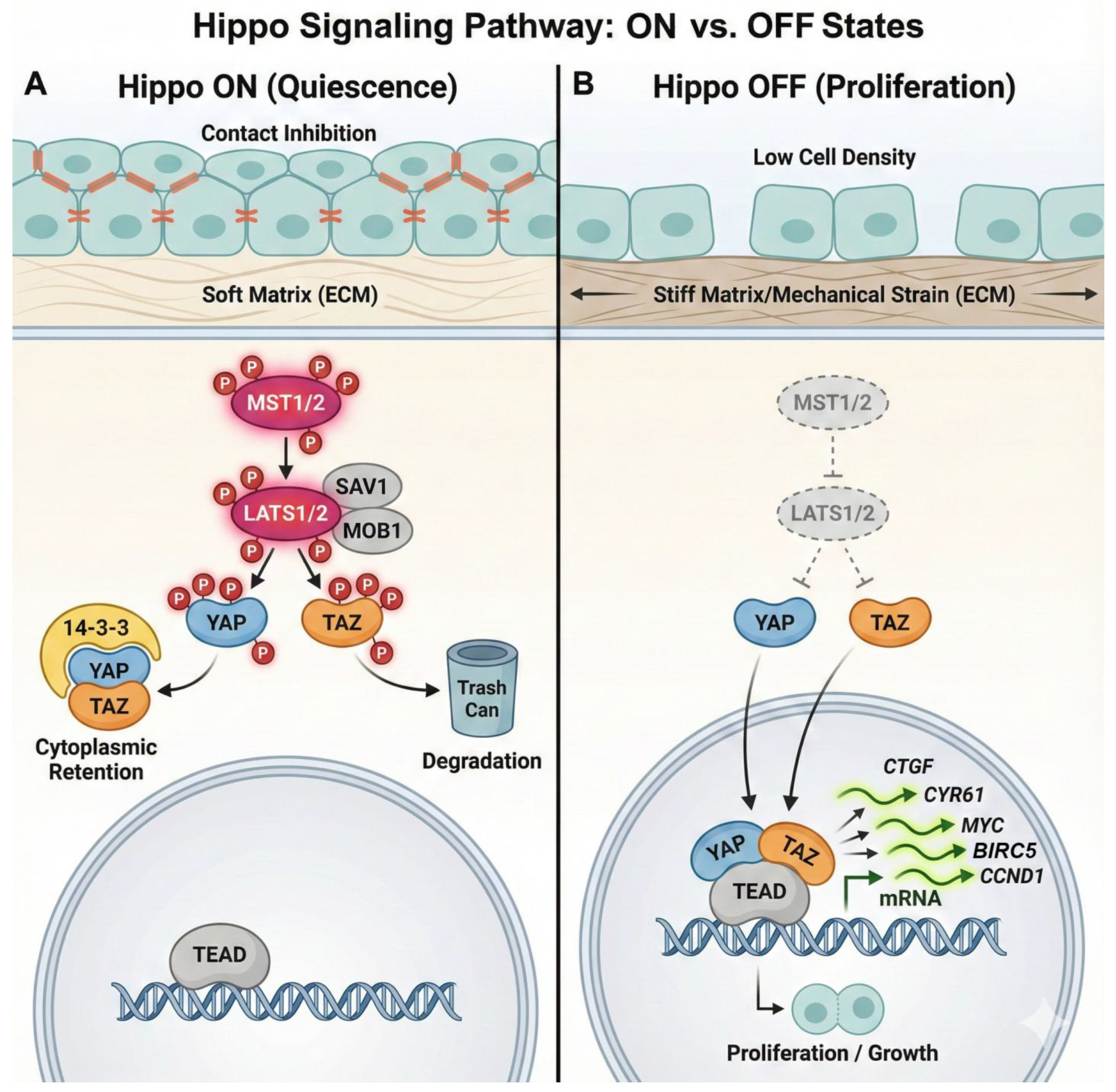 Hippo Signaling in the Lung: A Tale of Two Effectors—Yap Drives Airway ...