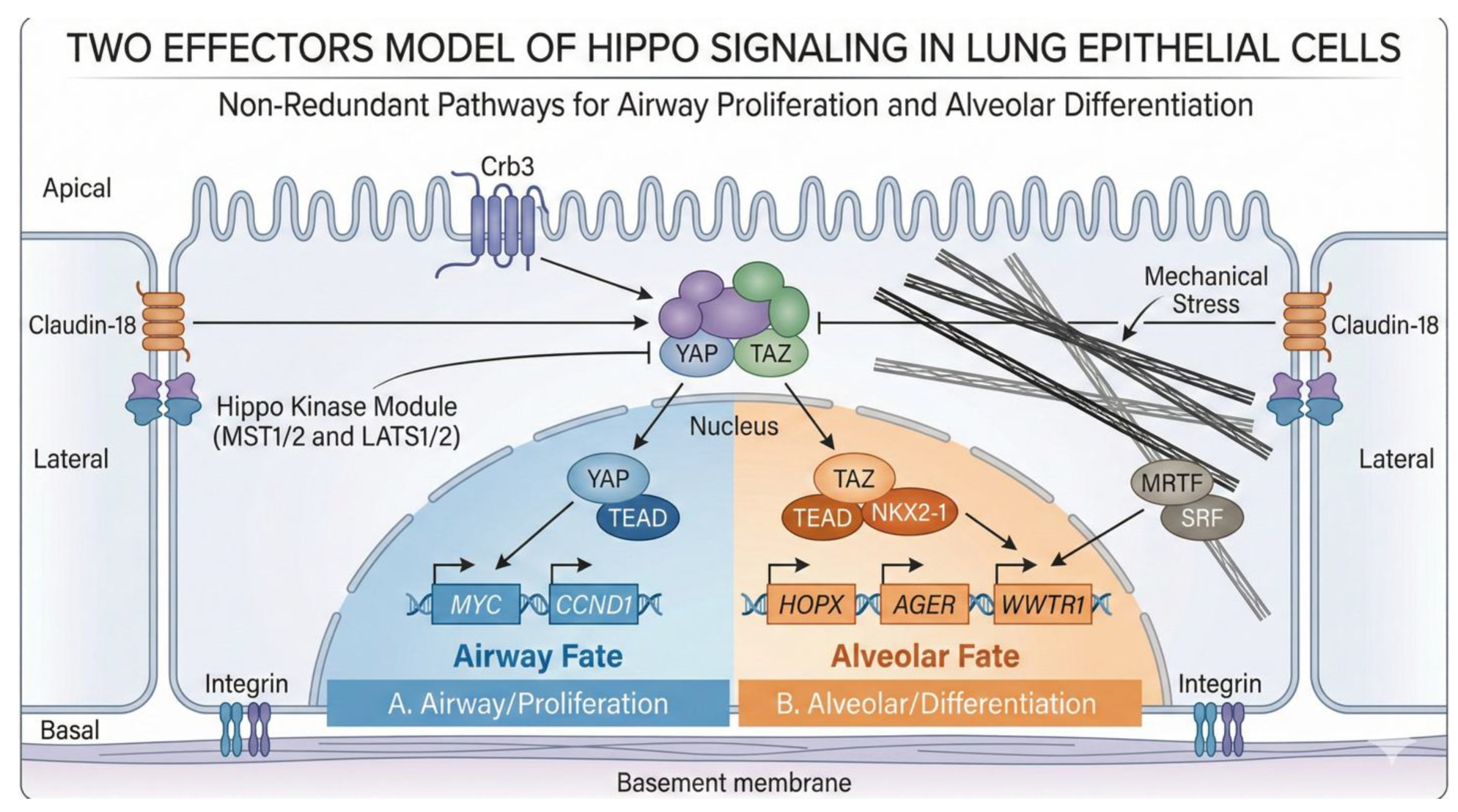 Hippo Signaling in the Lung: A Tale of Two Effectors—Yap Drives Airway ...