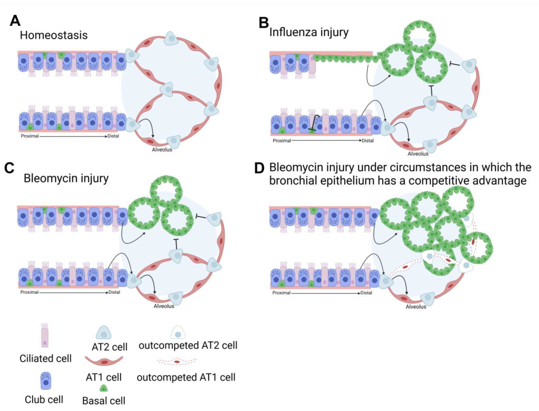 Hippo Signaling in the Lung: A Tale of Two Effectors—Yap Drives Airway ...