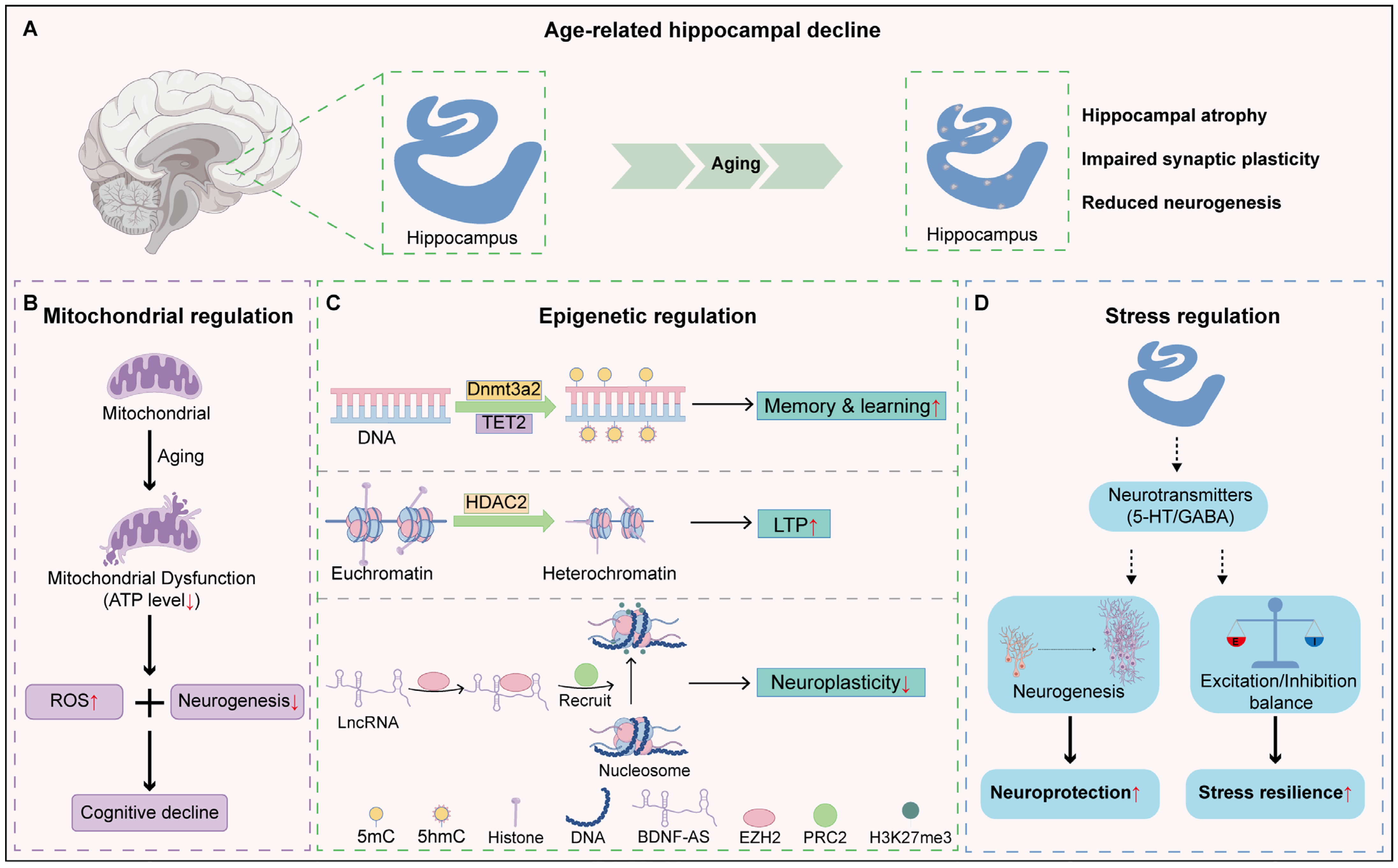 Organ-Specific Regulation of Systemic Aging: Focus on the Brain ...