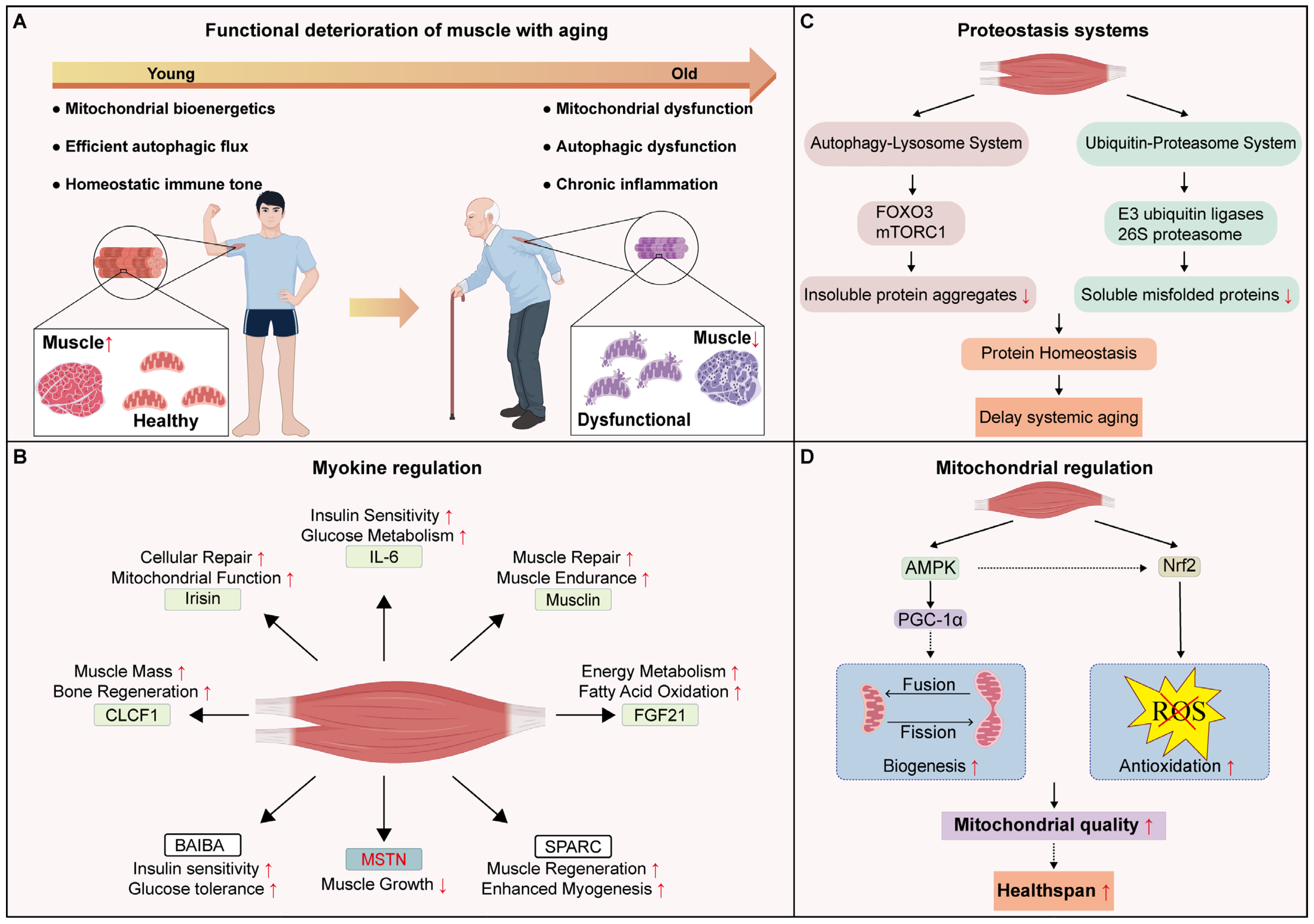 Organ-Specific Regulation of Systemic Aging: Focus on the Brain ...