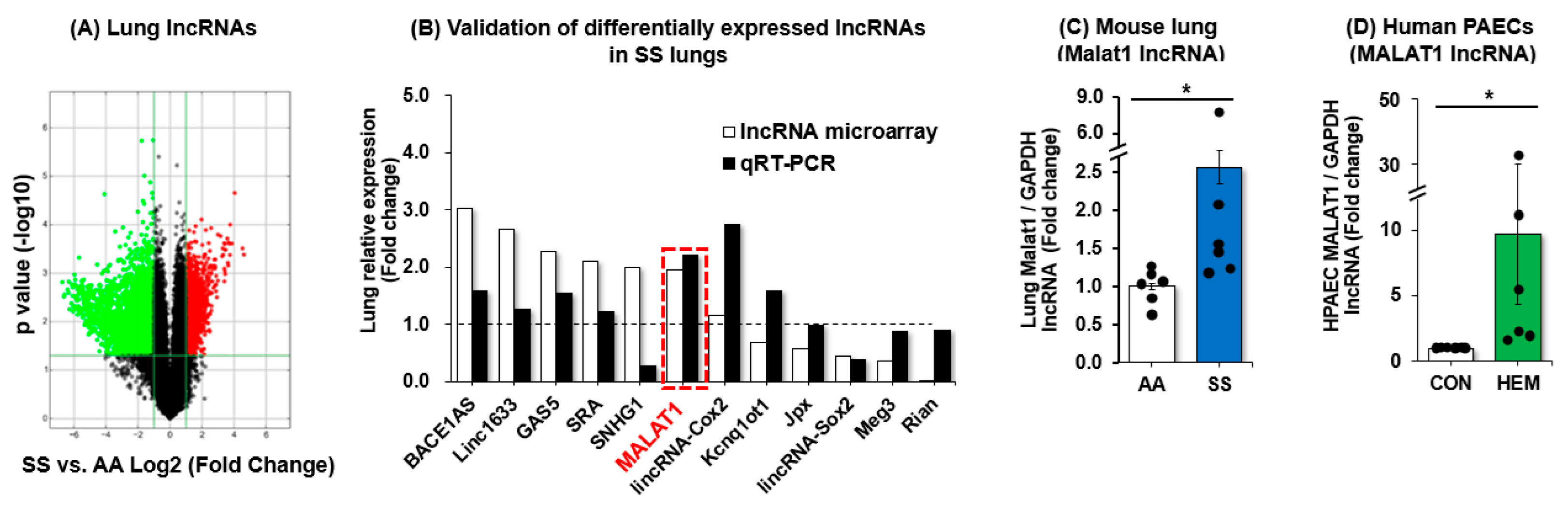 Long Non-Coding RNA MALAT1 Regulates HMOX1 in Sickle Cell Disease ...