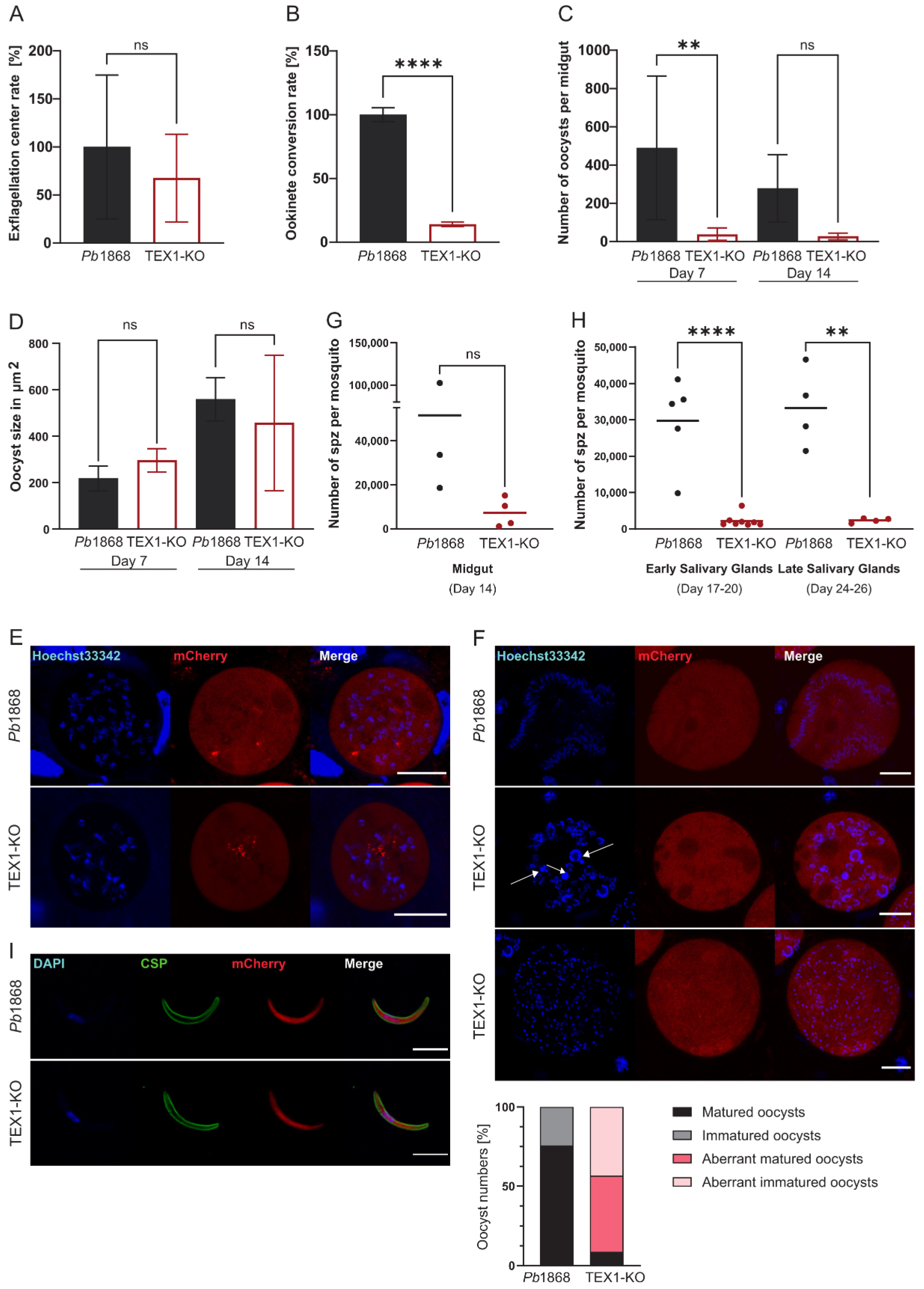 The Putative E3 Ubiquitin Ligase TEX1 Is Required for Nuclear Biology ...