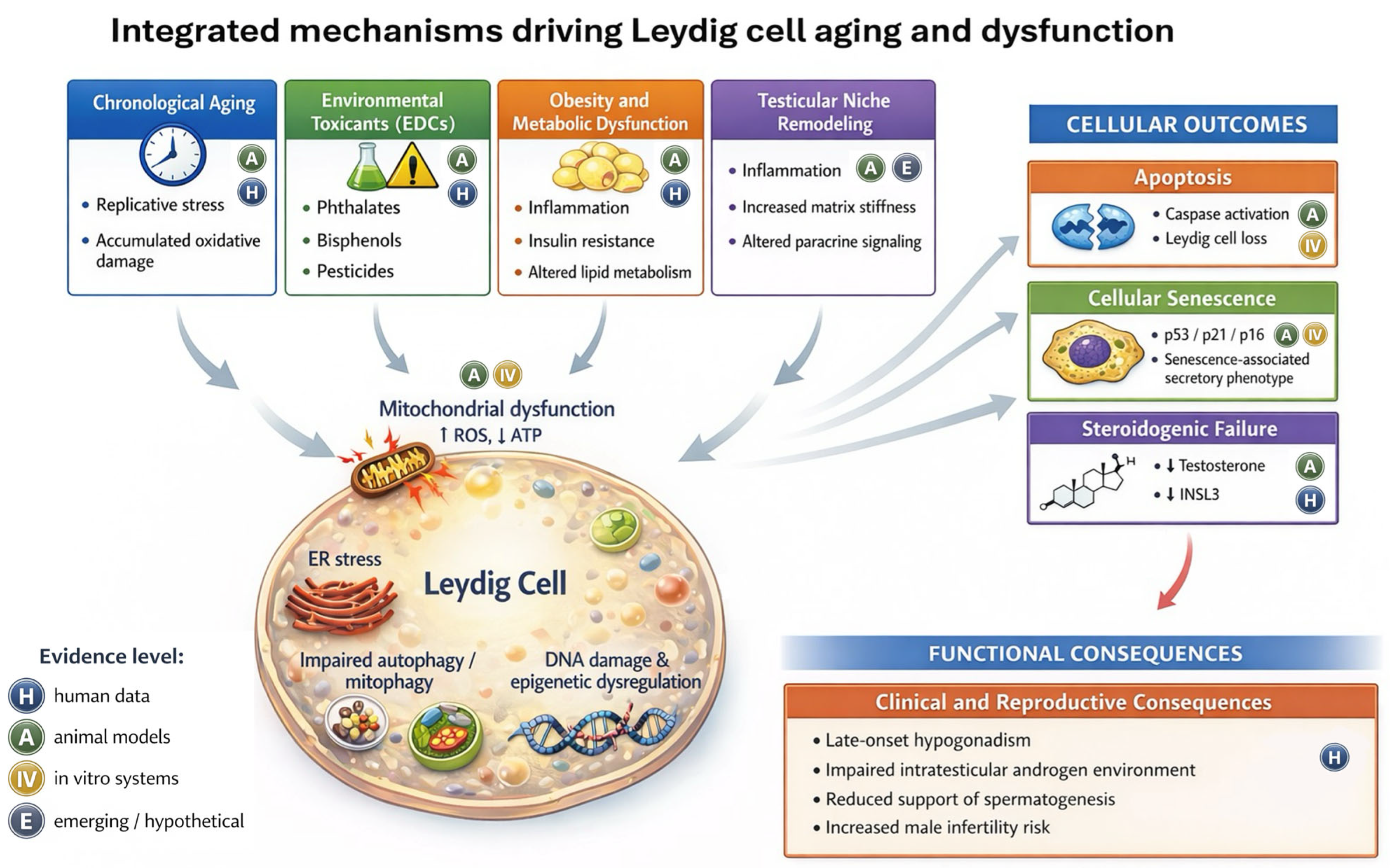 When Testosterone Fades: Leydig Cell Aging Shaped by Environmental ...