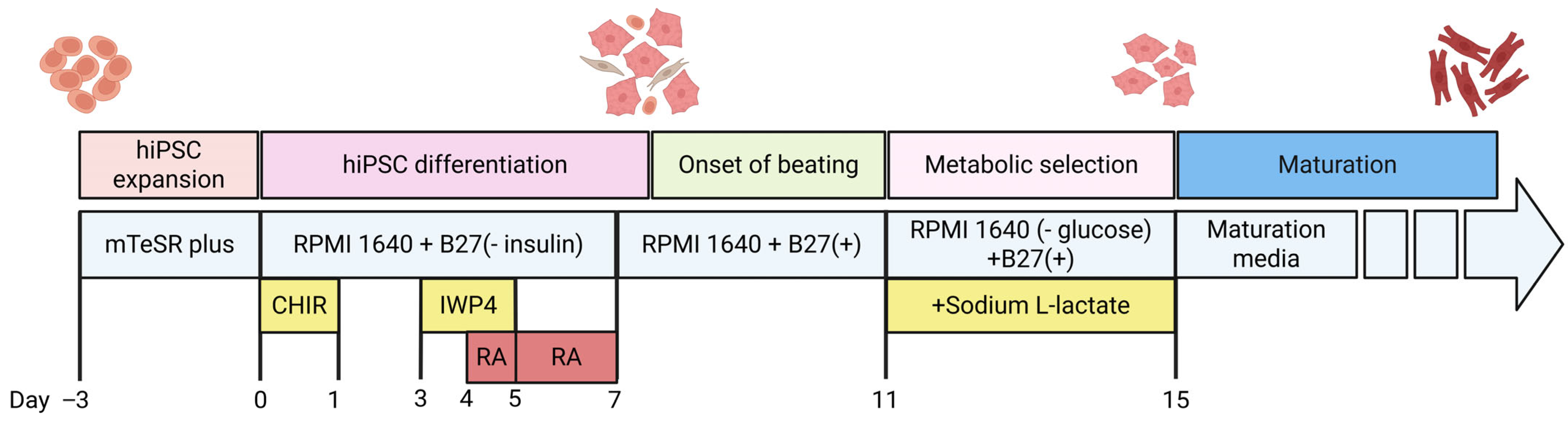 Versatile hiPSC Models and Bioengineering Platforms for Investigation ...